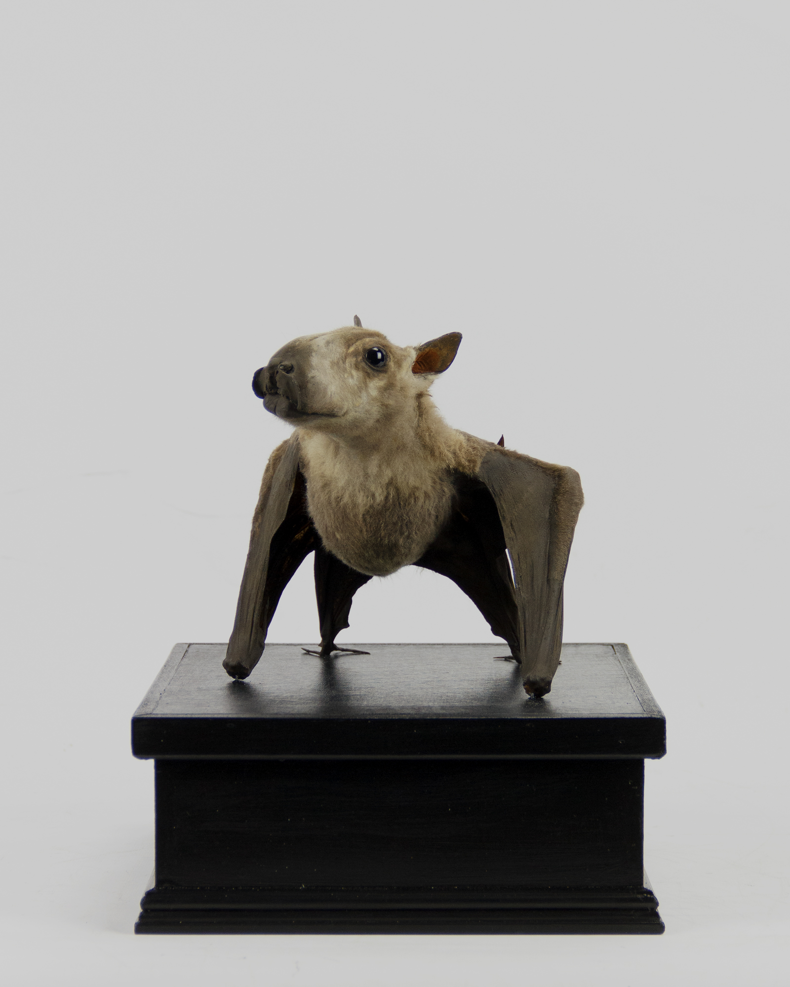 Taxidermy Hammer-headed bat
