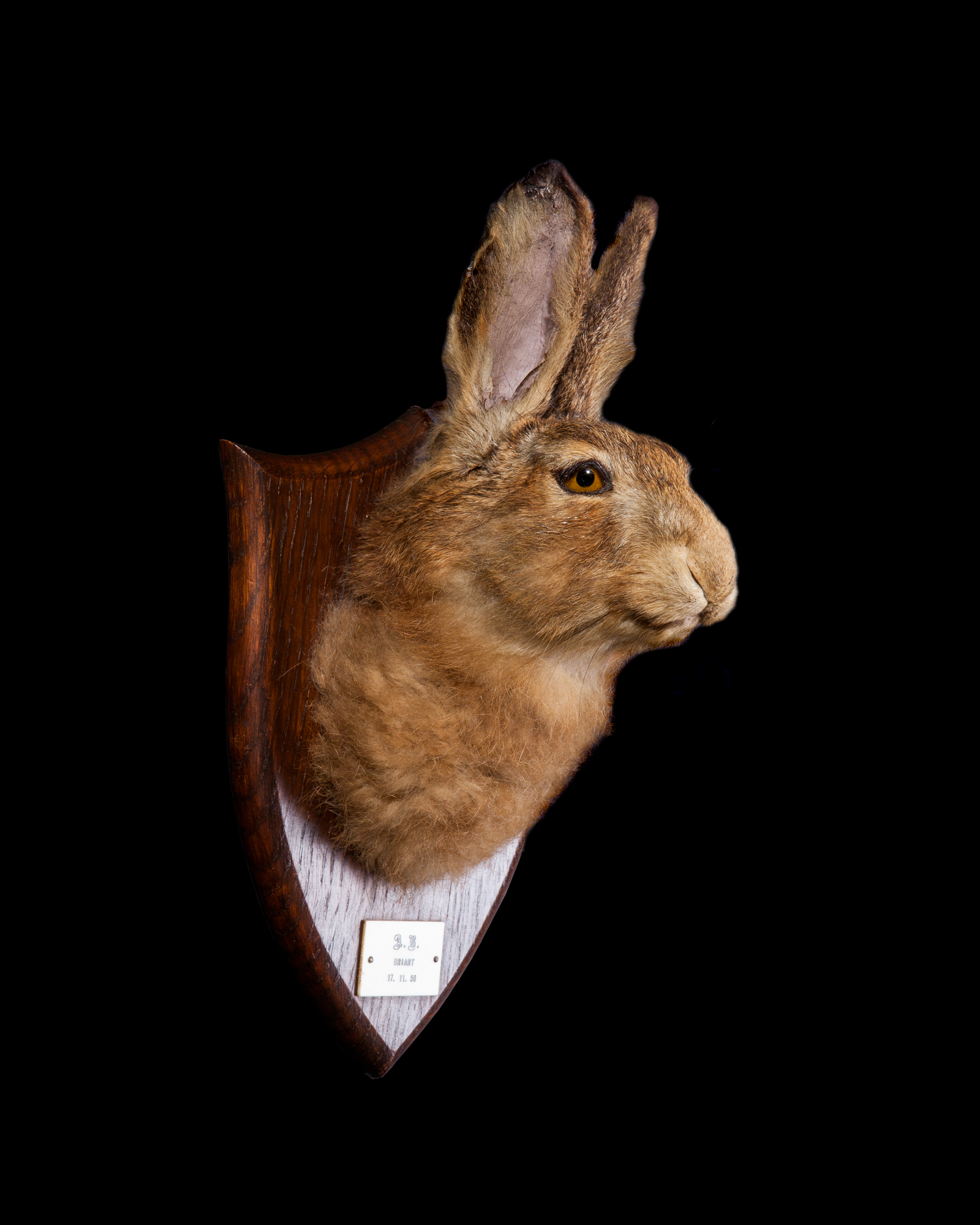 Taxidermy Hare Mask by P. Spicer & Sons. A.B. BRIANT 17. 11. 56.