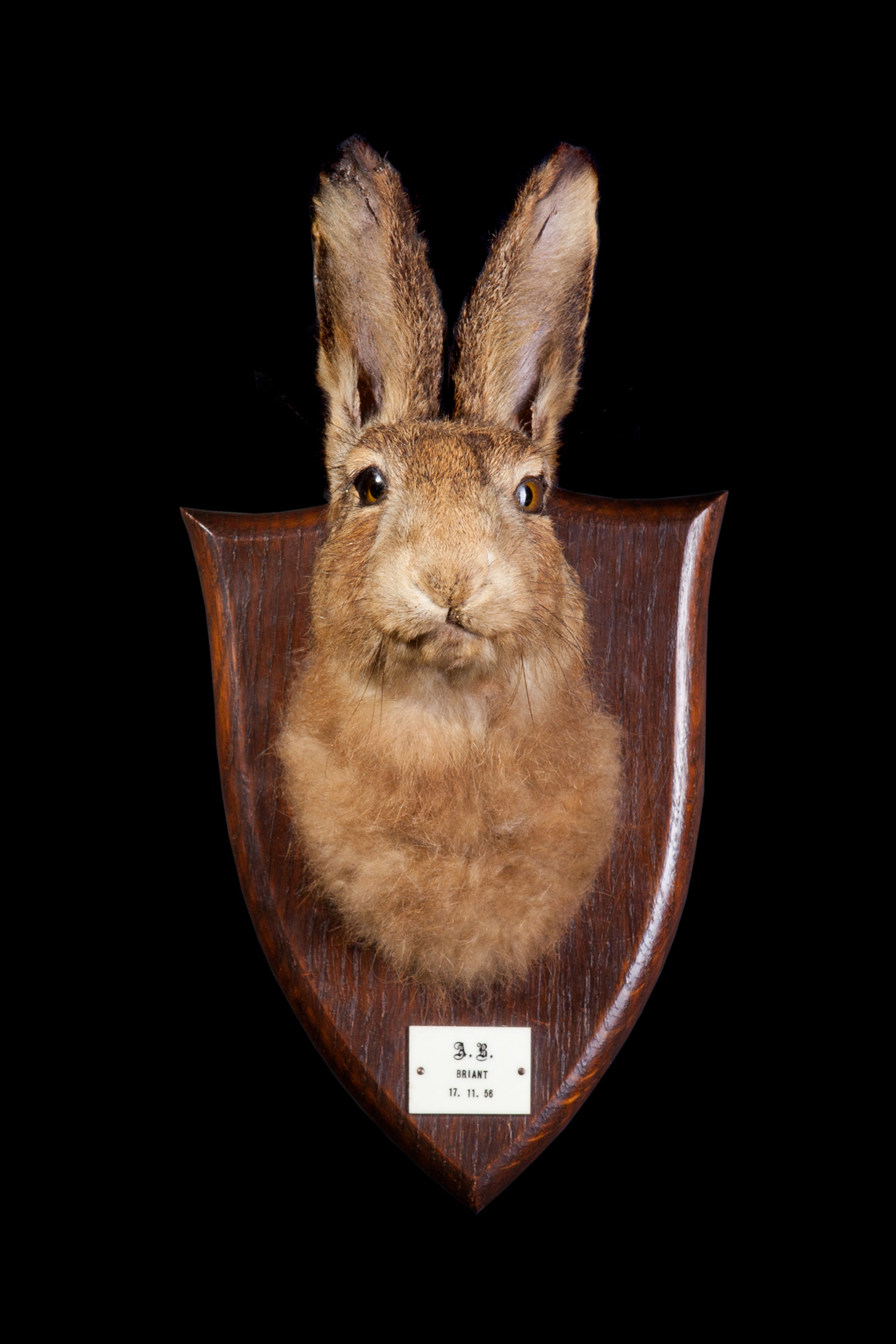 Taxidermy Hare Mask by P. Spicer & Sons. A.B. BRIANT 17. 11. 56.