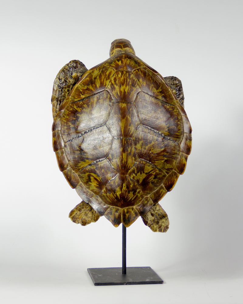 Taxidermy Hawksbill Turtle