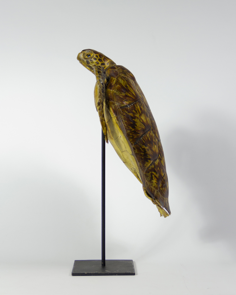Taxidermy Hawksbill Turtle