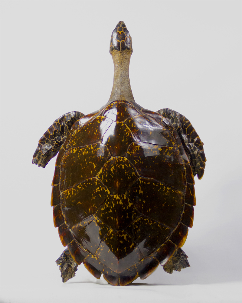 Taxidermy Hawksbill Turtle