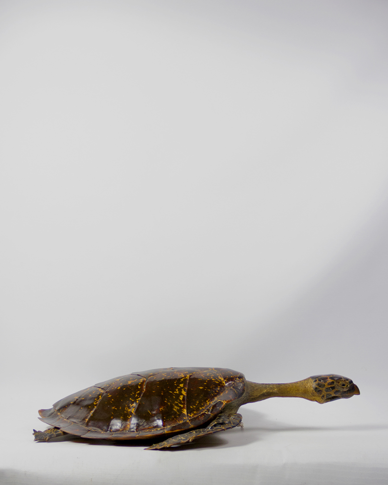 Taxidermy Hawksbill Turtle