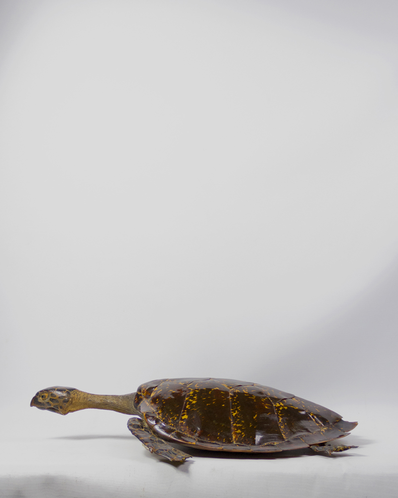 Taxidermy Hawksbill Turtle