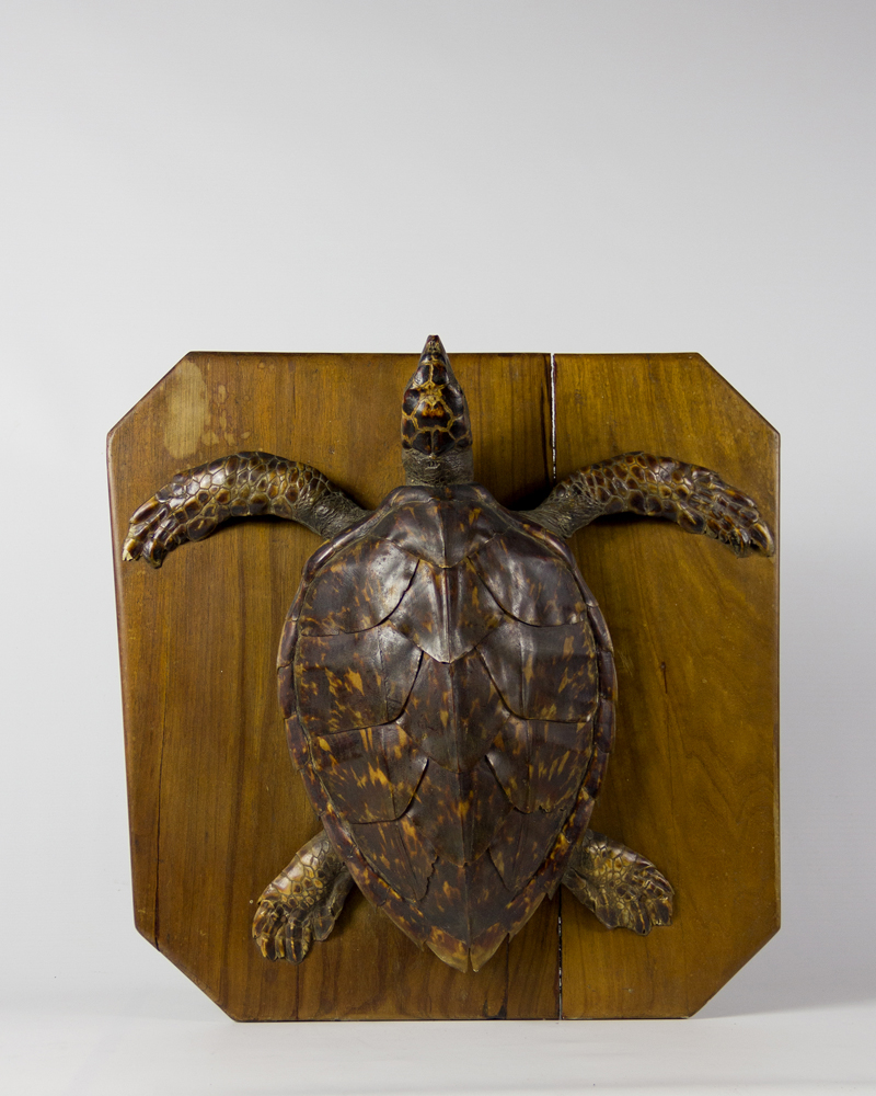 Taxidermy Hawksbill Turtle