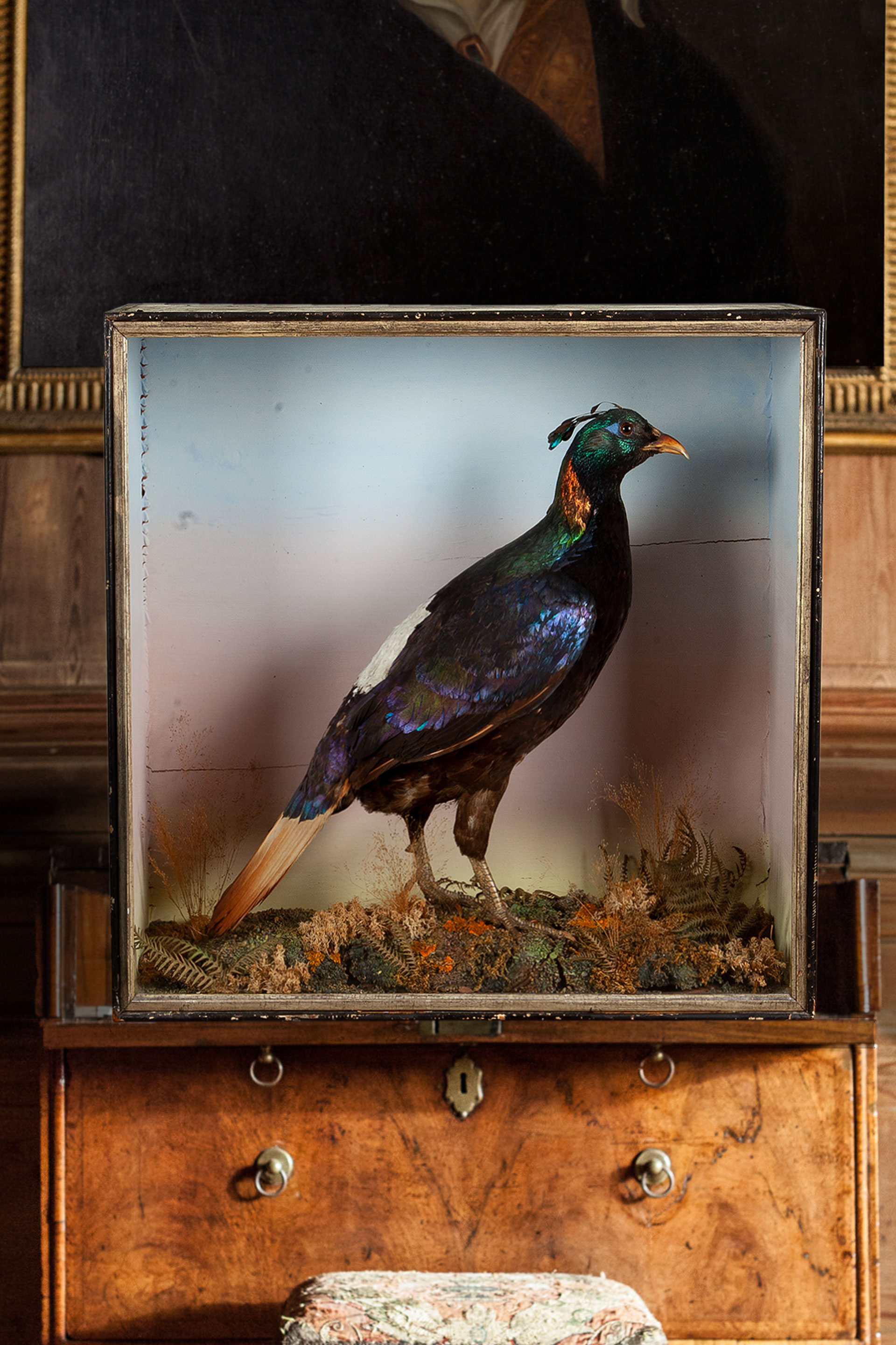 Taxidermy Himalayan Monal attributed to Henry Shaw