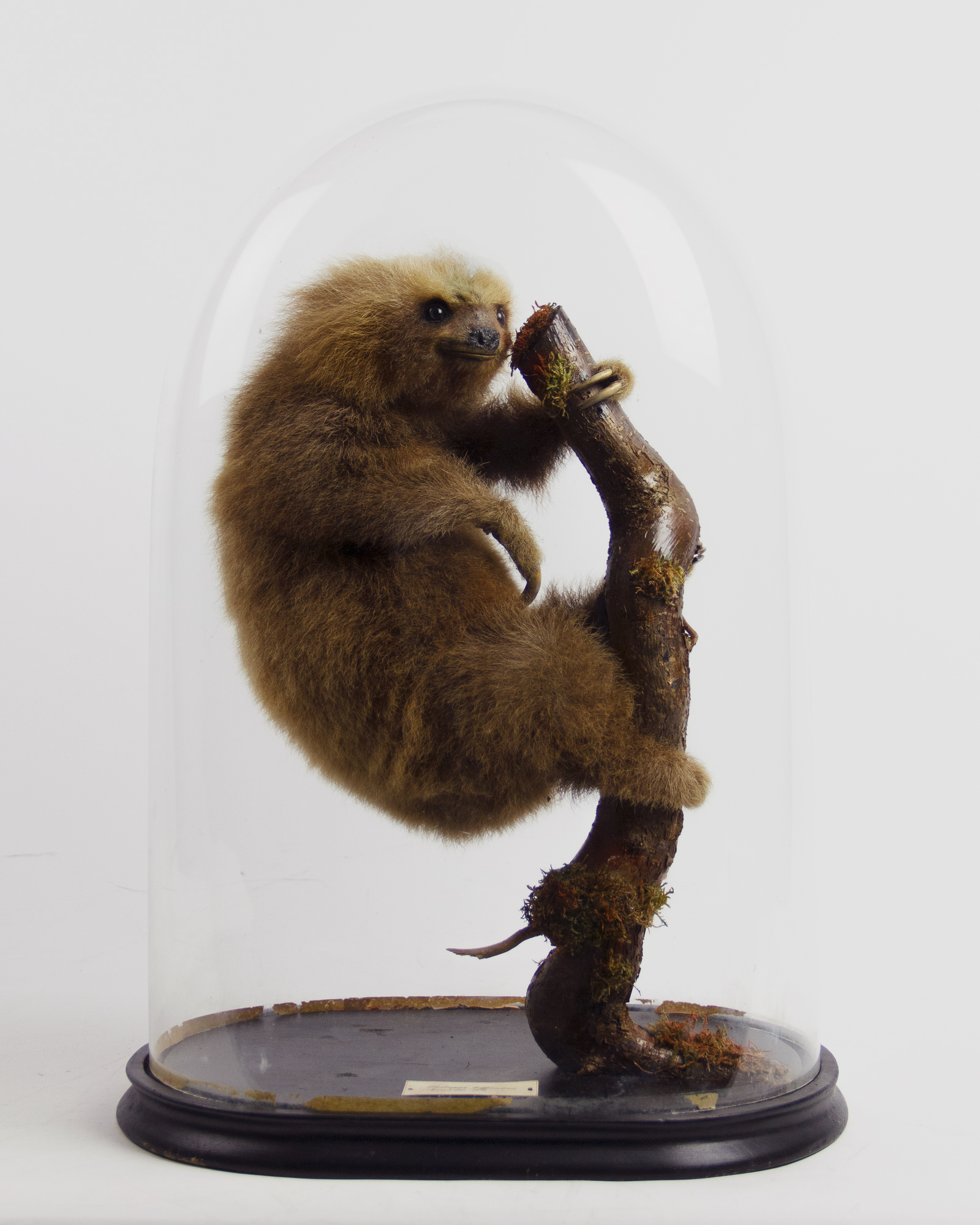 Taxidermy Hoffmann's two-toed sloth