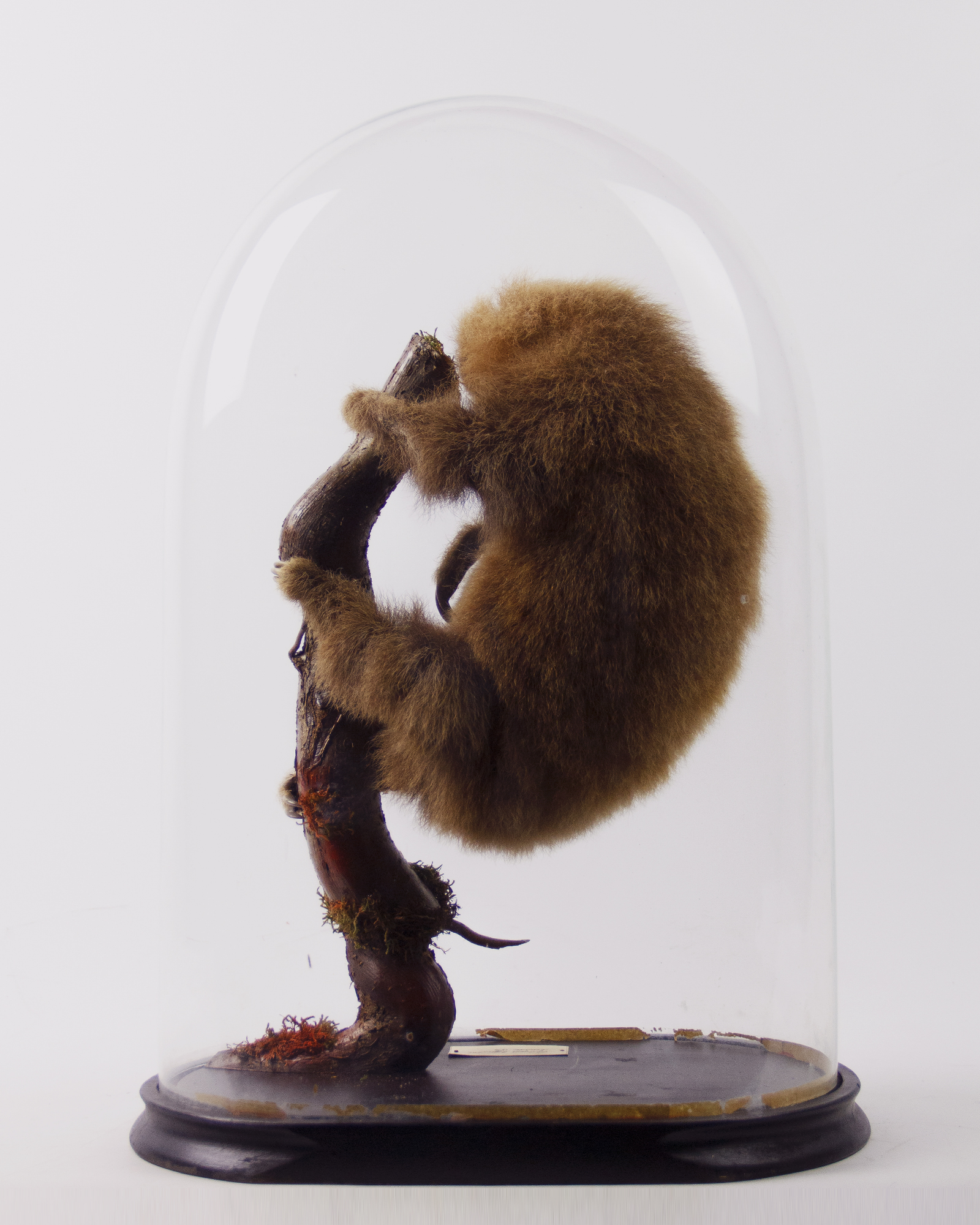 Taxidermy Hoffmann's two-toed sloth