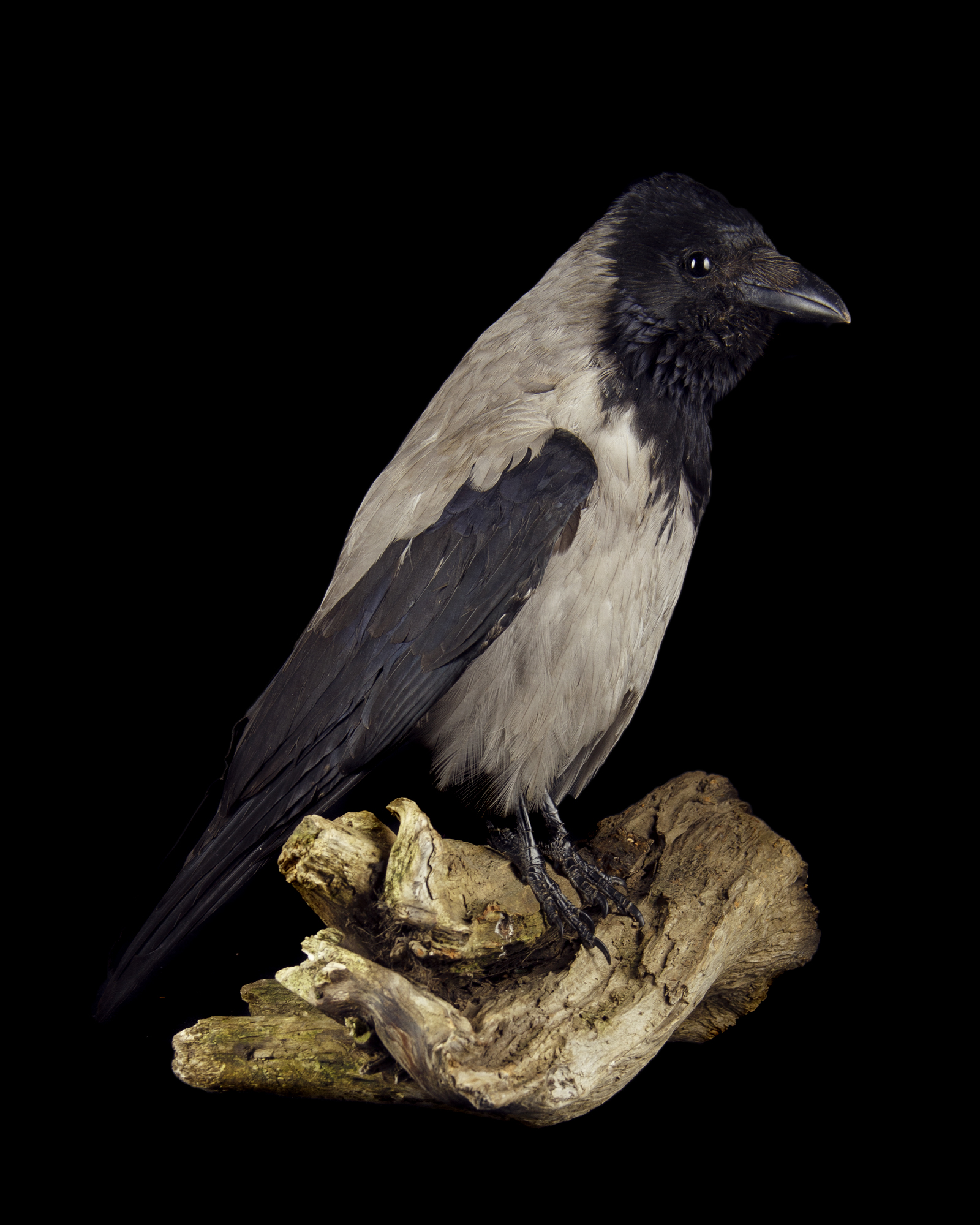 Taxidermy Hooded Crow