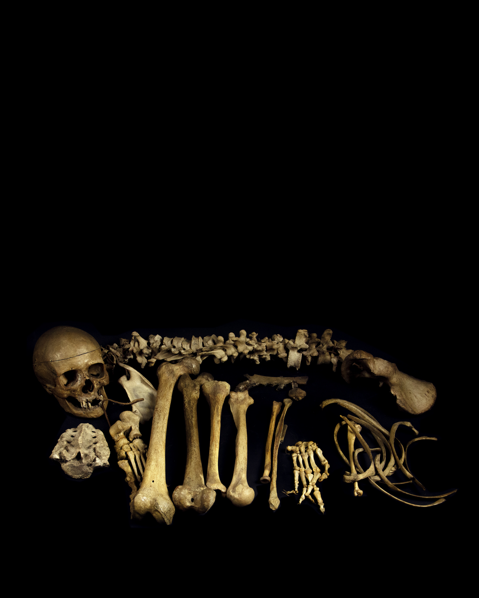 Taxidermy Human half skeleton