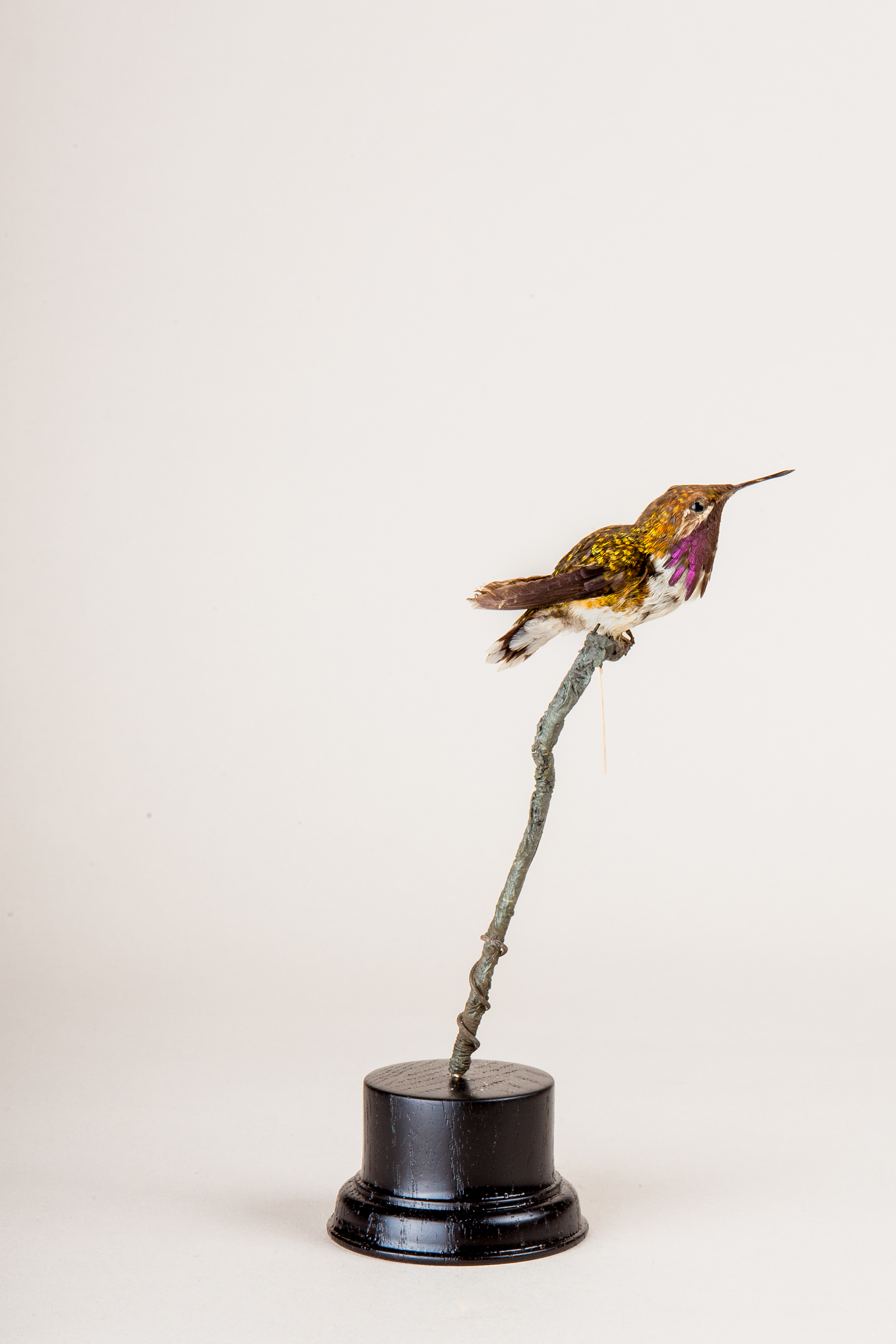 Taxidermy Bumblebee hummingbird