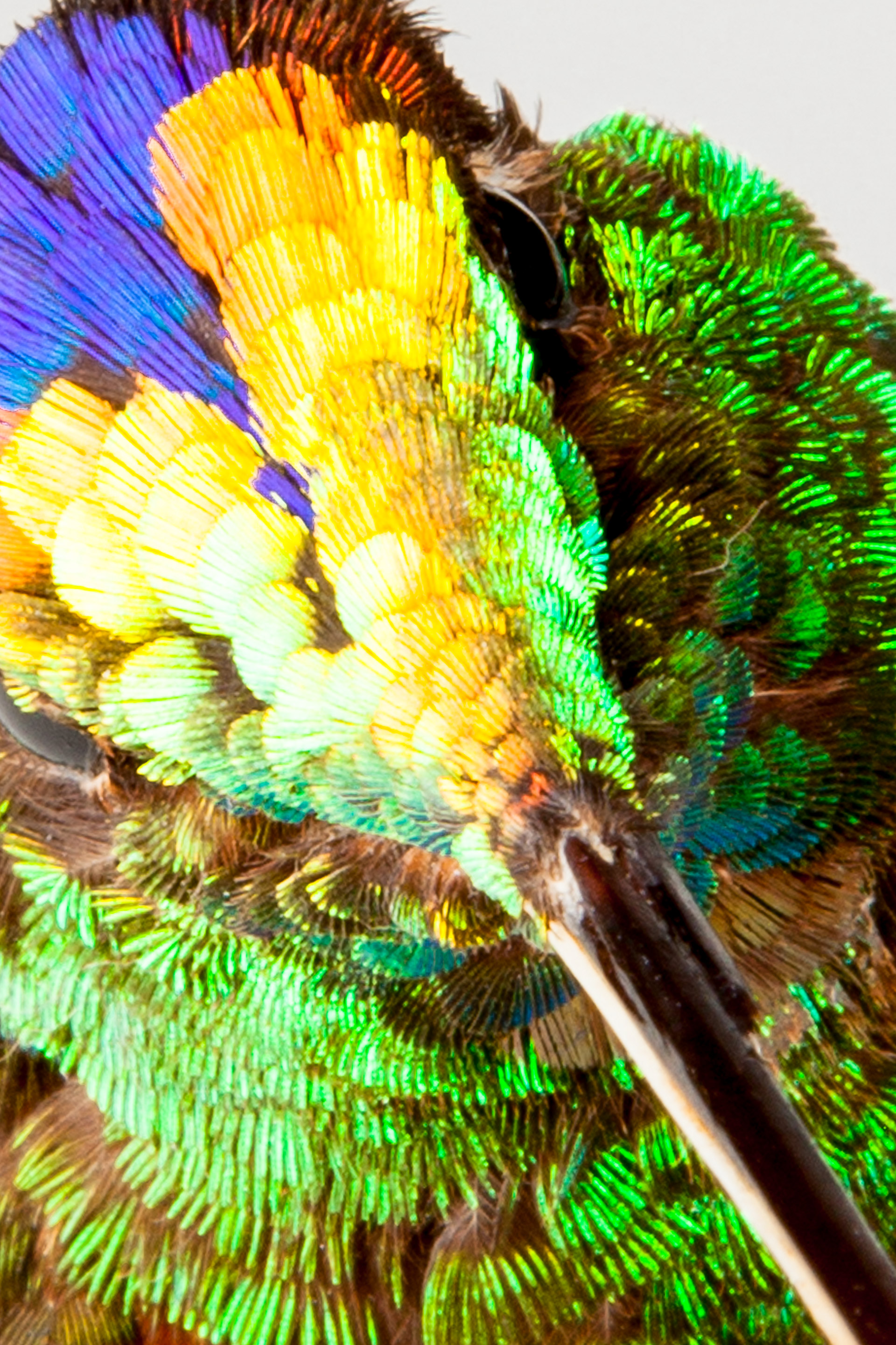 Taxidermy Rainbow starfrontlet