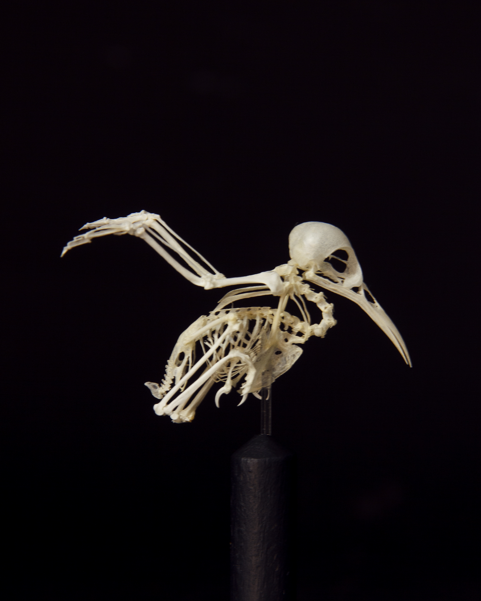Hummingbird Skeleton