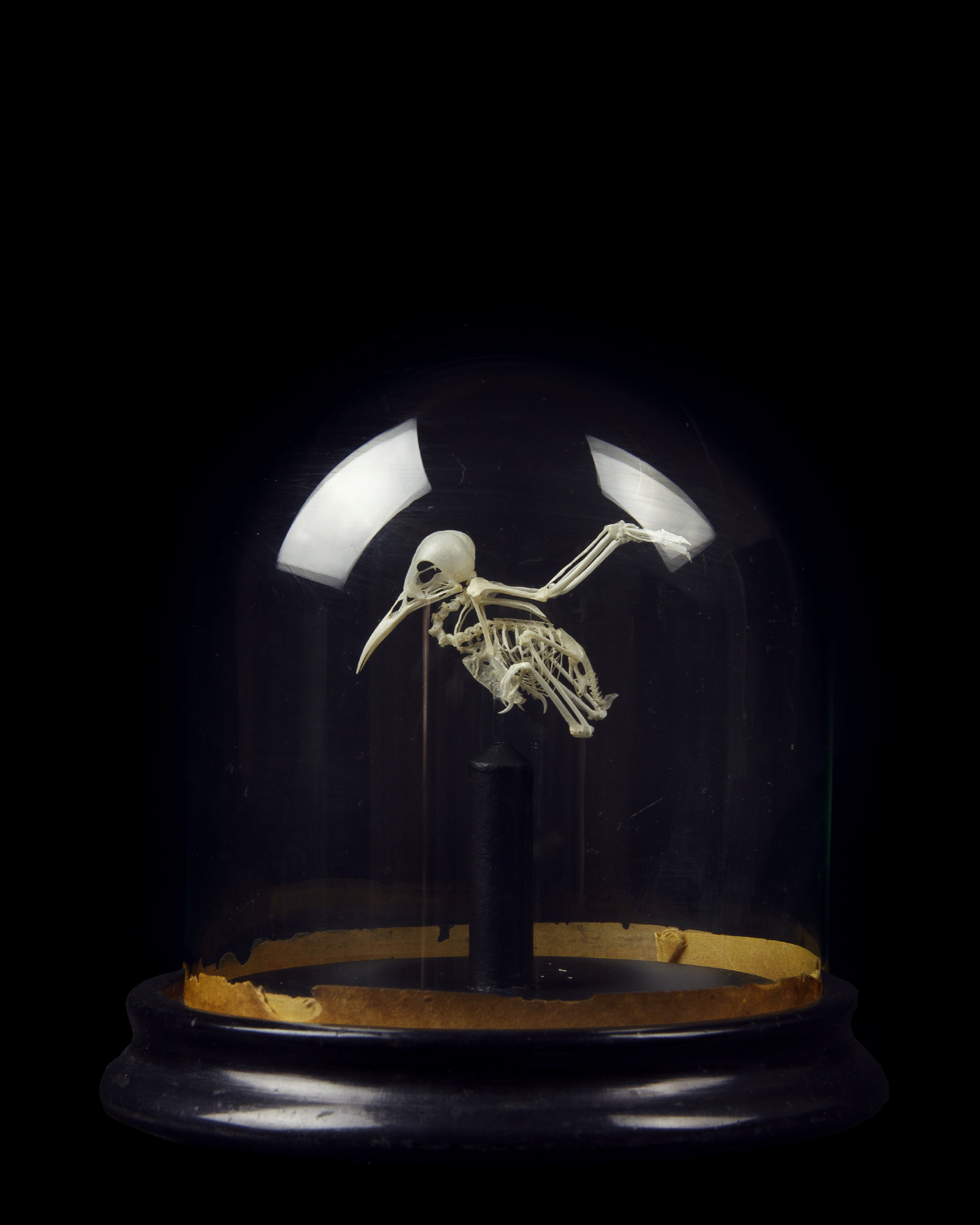 Hummingbird Skeleton