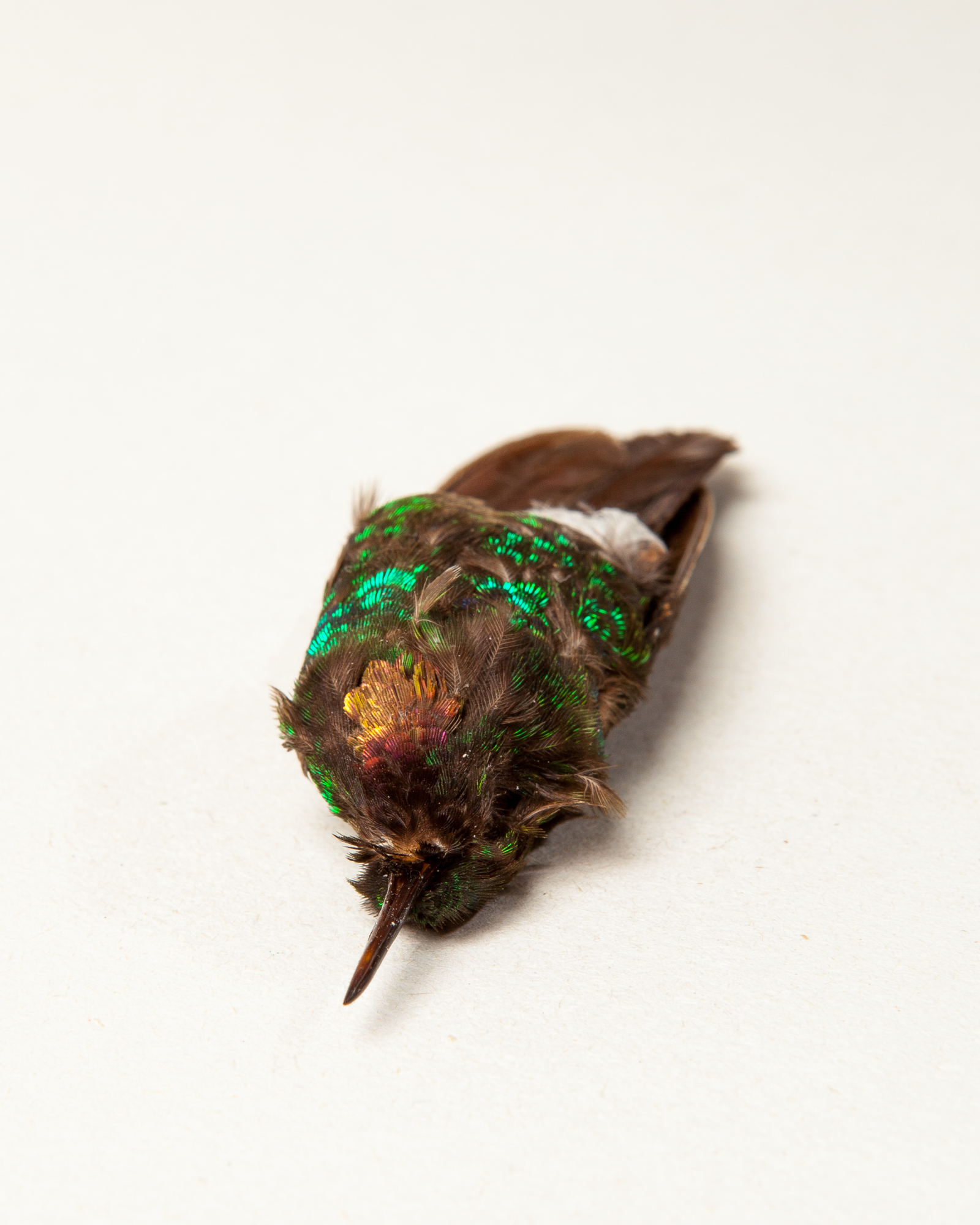 Taxidermy Amethyst-throated hummingbird