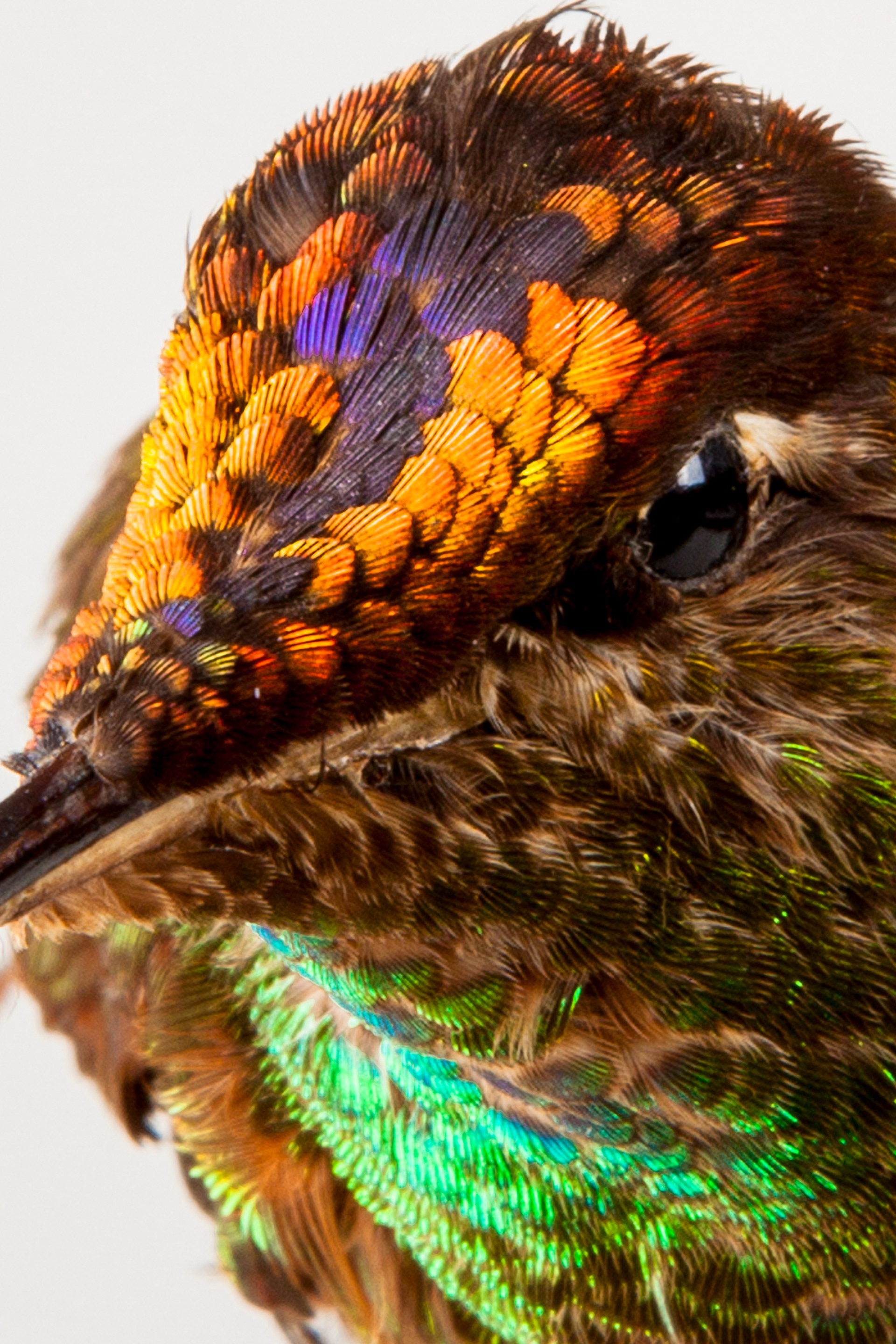 Taxidermy Rainbow starfrontlet