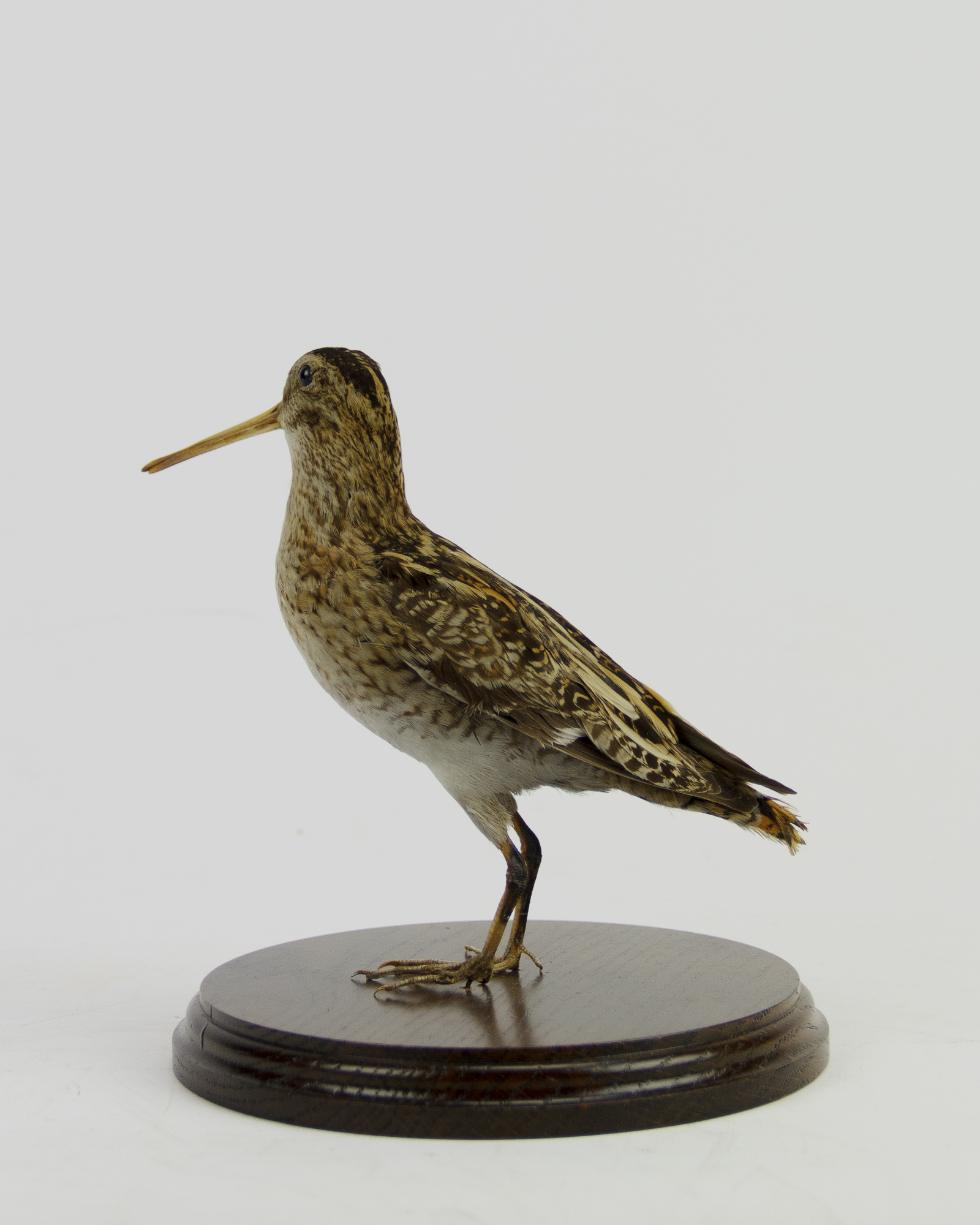Taxidermy Jack Snipe