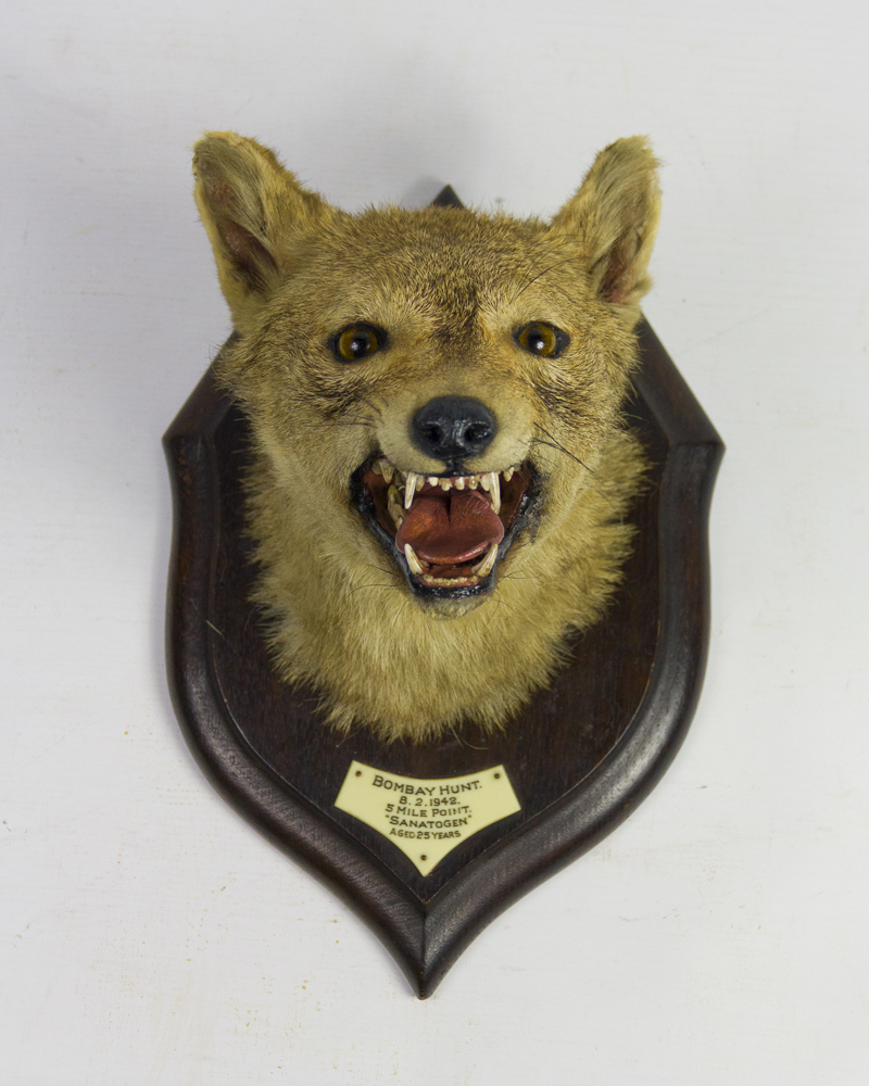 Taxidermy Himalayan Jackal Head