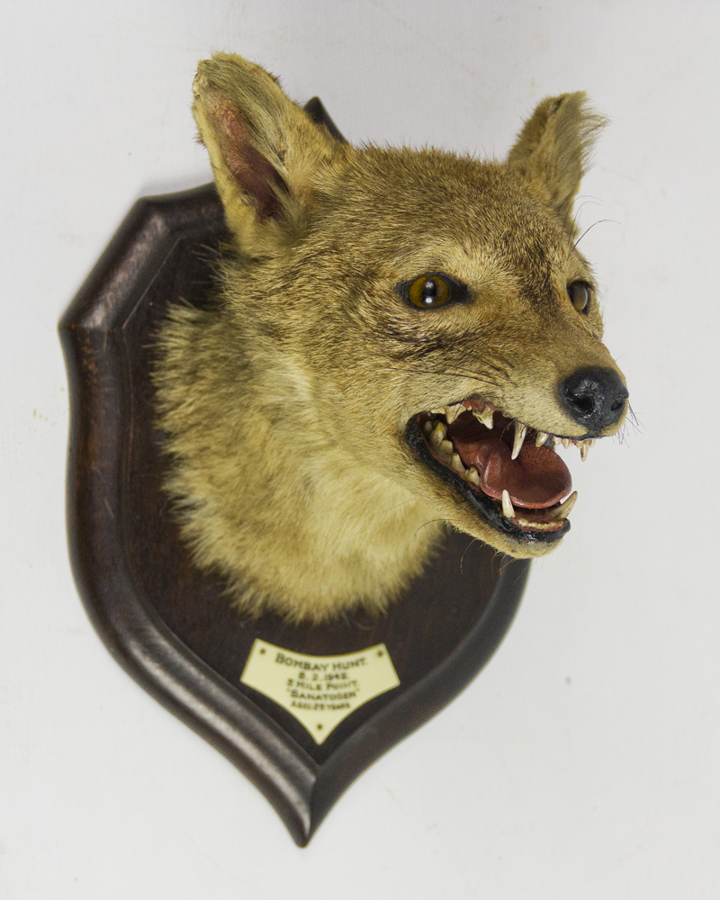 Taxidermy Himalayan Jackal Head