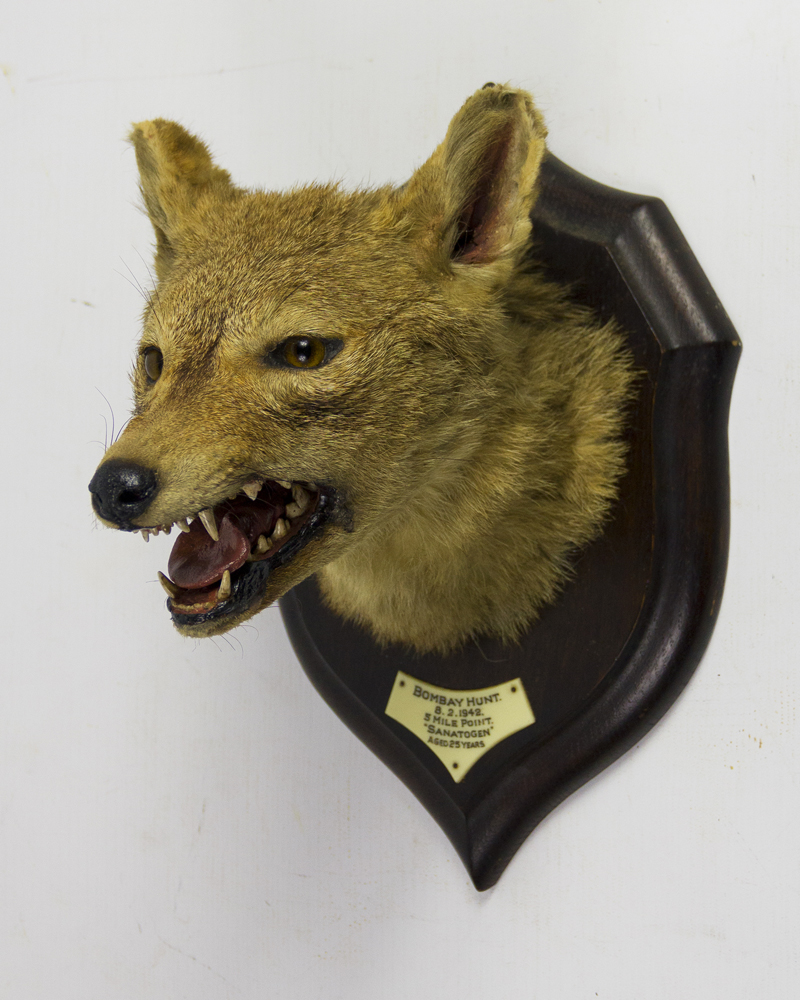 Taxidermy Himalayan Jackal Head