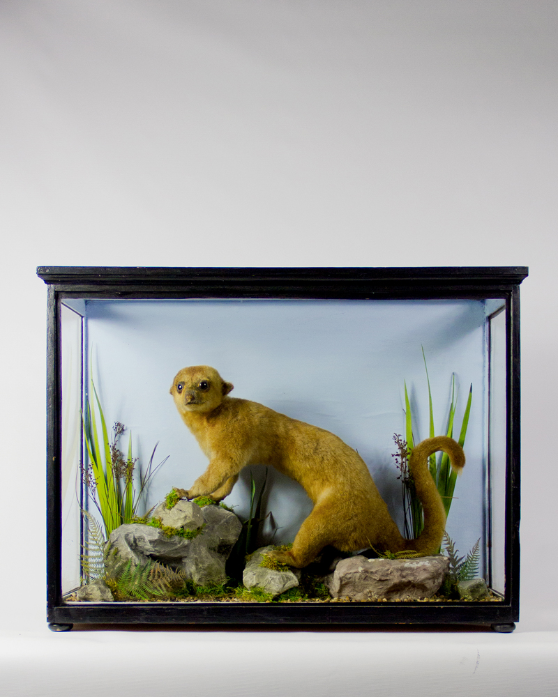 Taxidermy Kinkajou