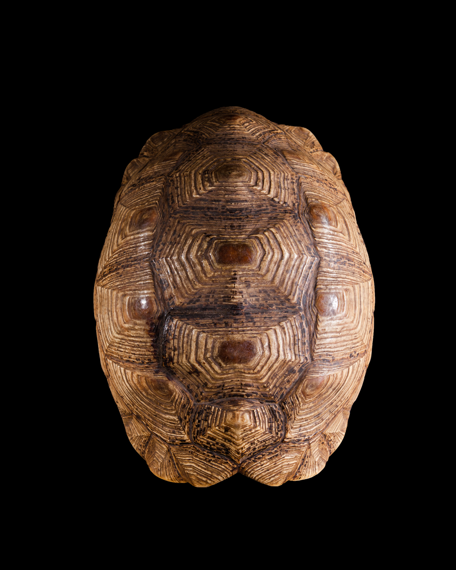 Taxidermy Large Antique African spurred tortoise