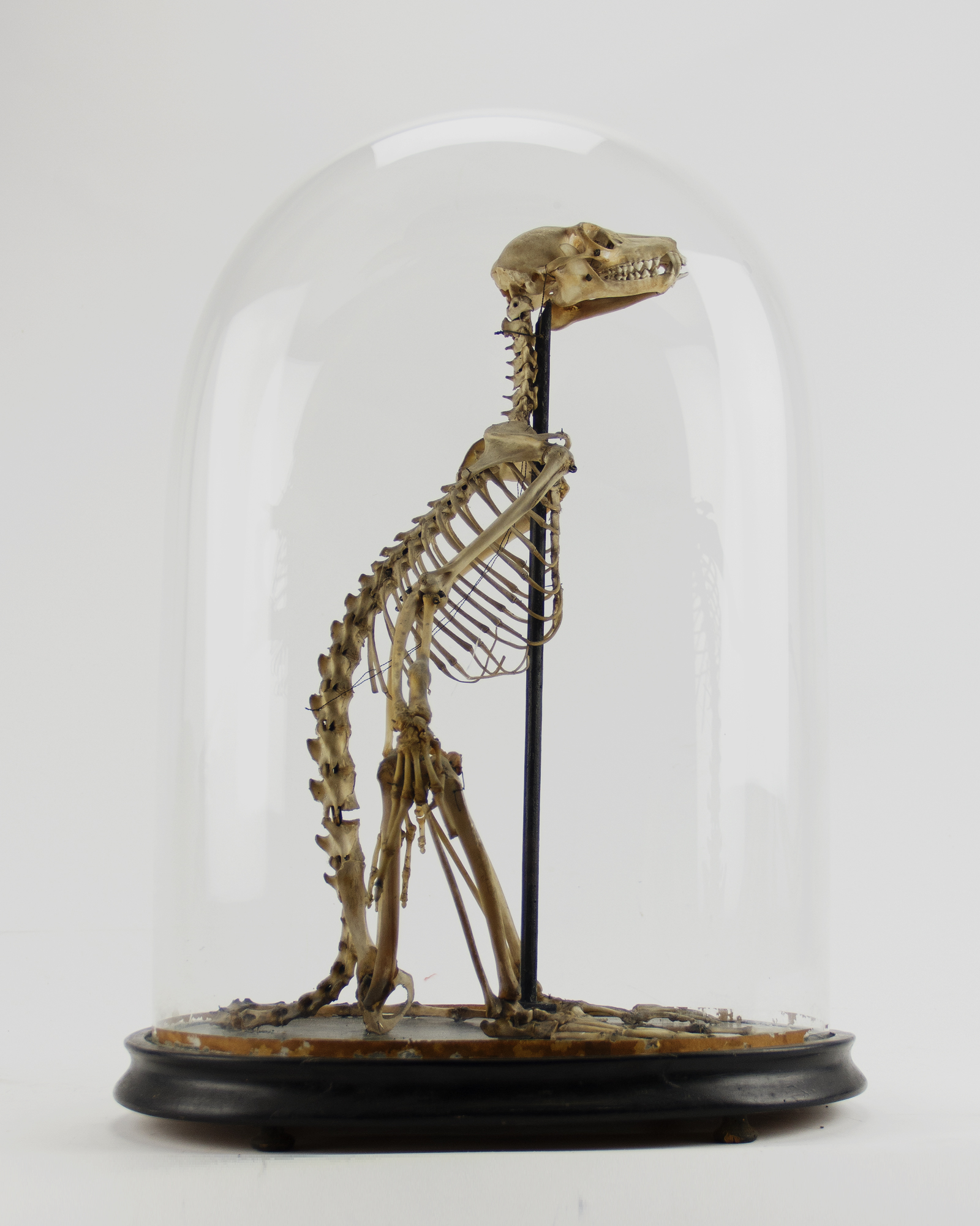 Ring-tailed Lemur Skeleton