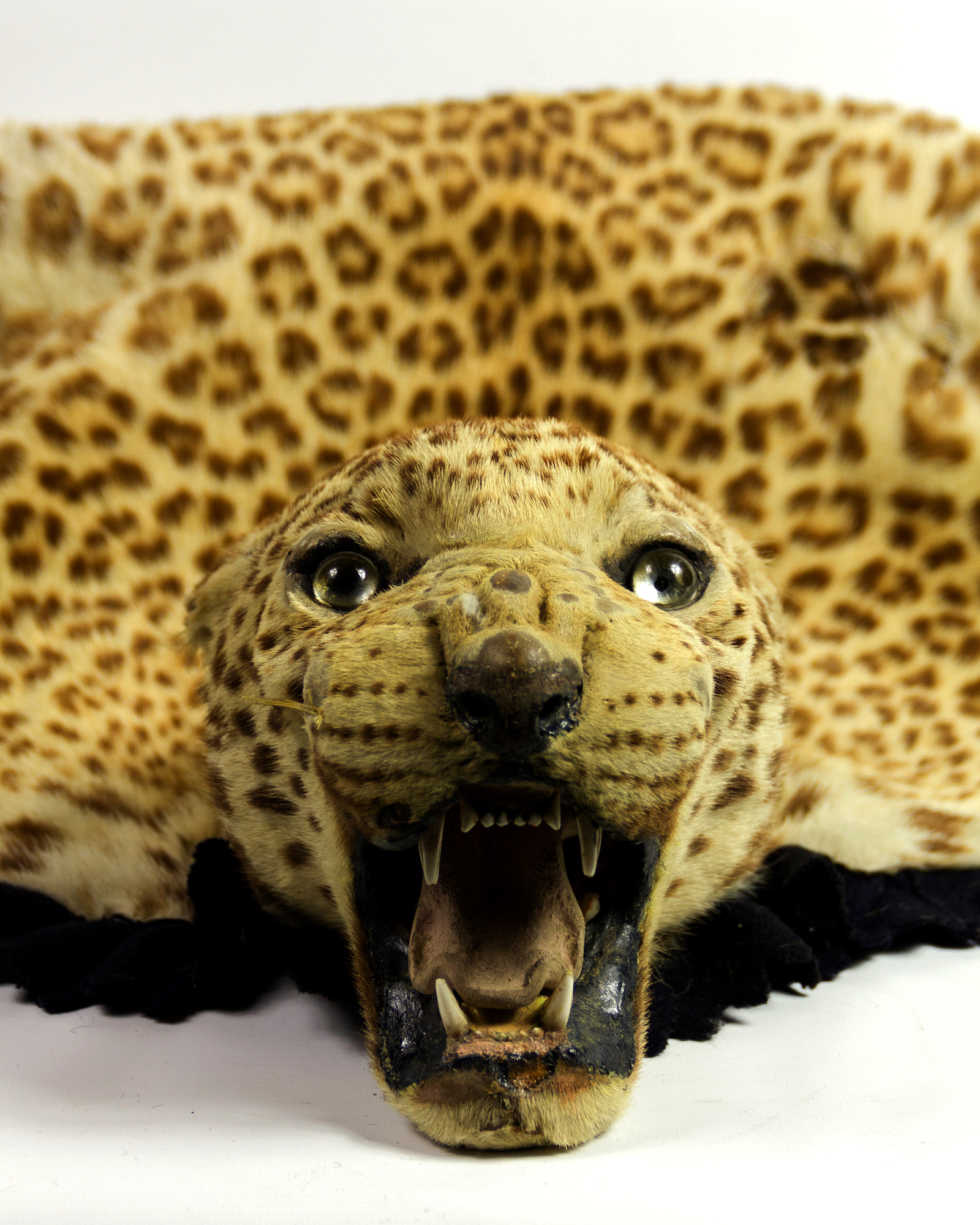 Taxidermy Leopard Skin Rug