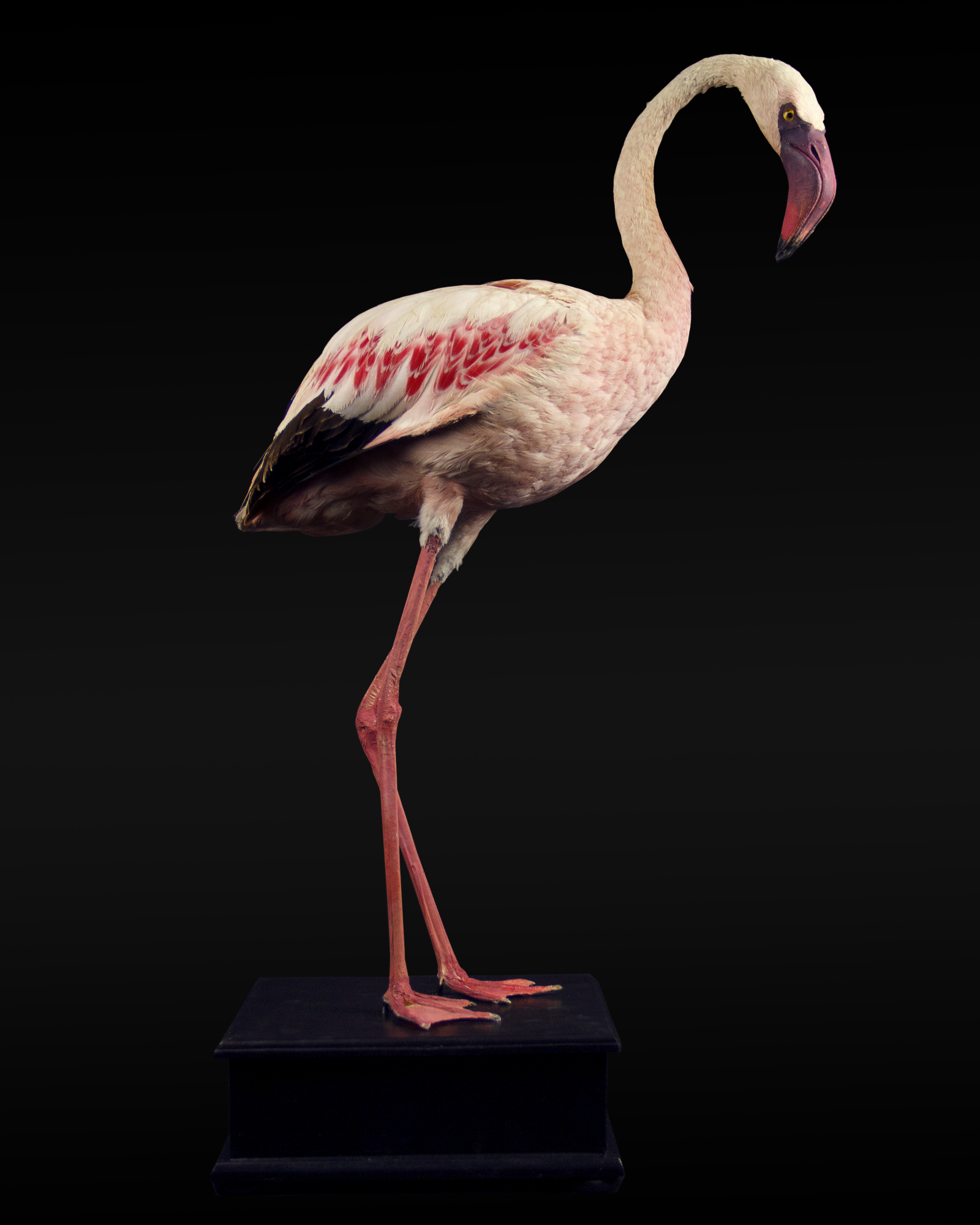 Taxidermy Lesser Flamingo