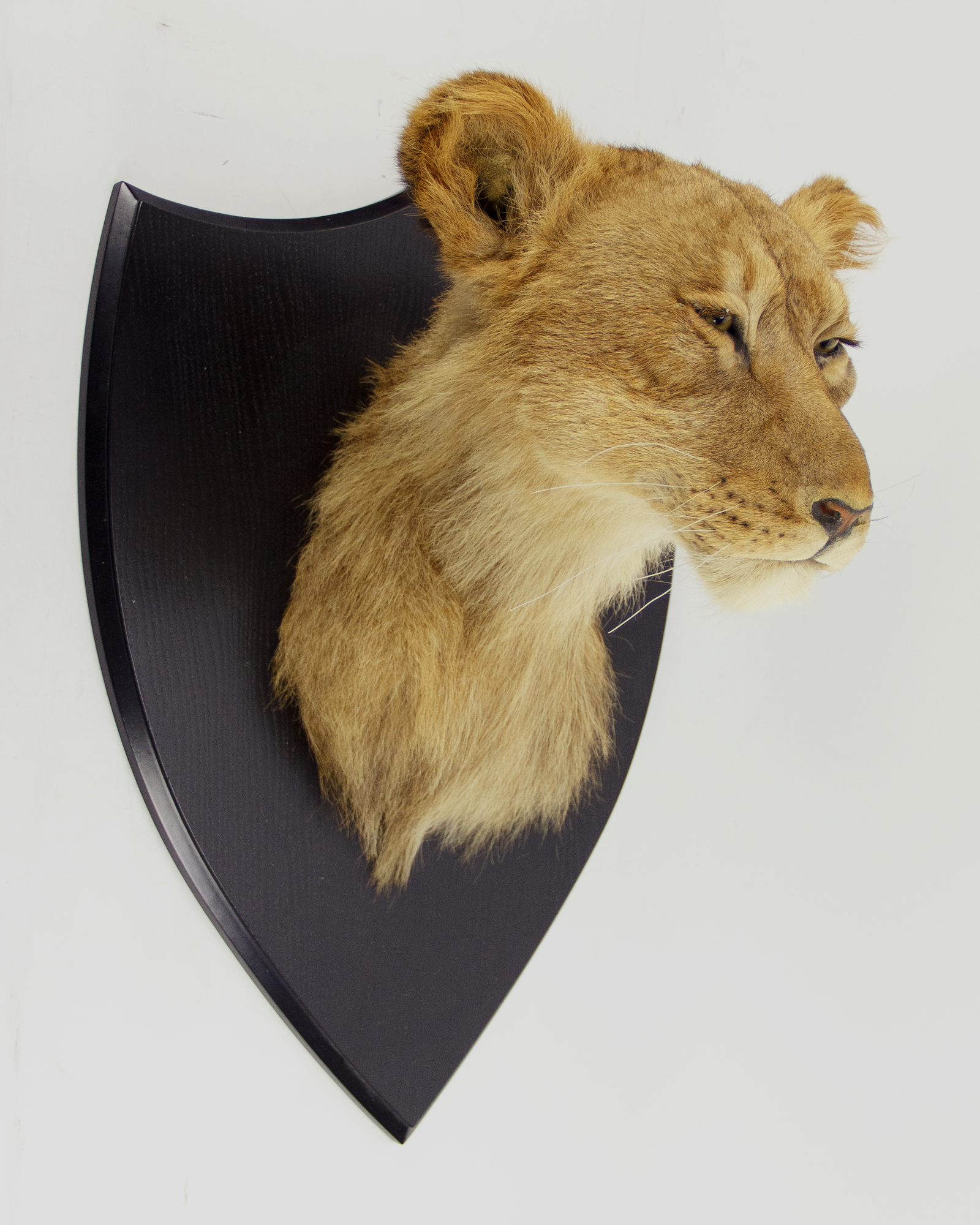 Taxidermy Lion Head