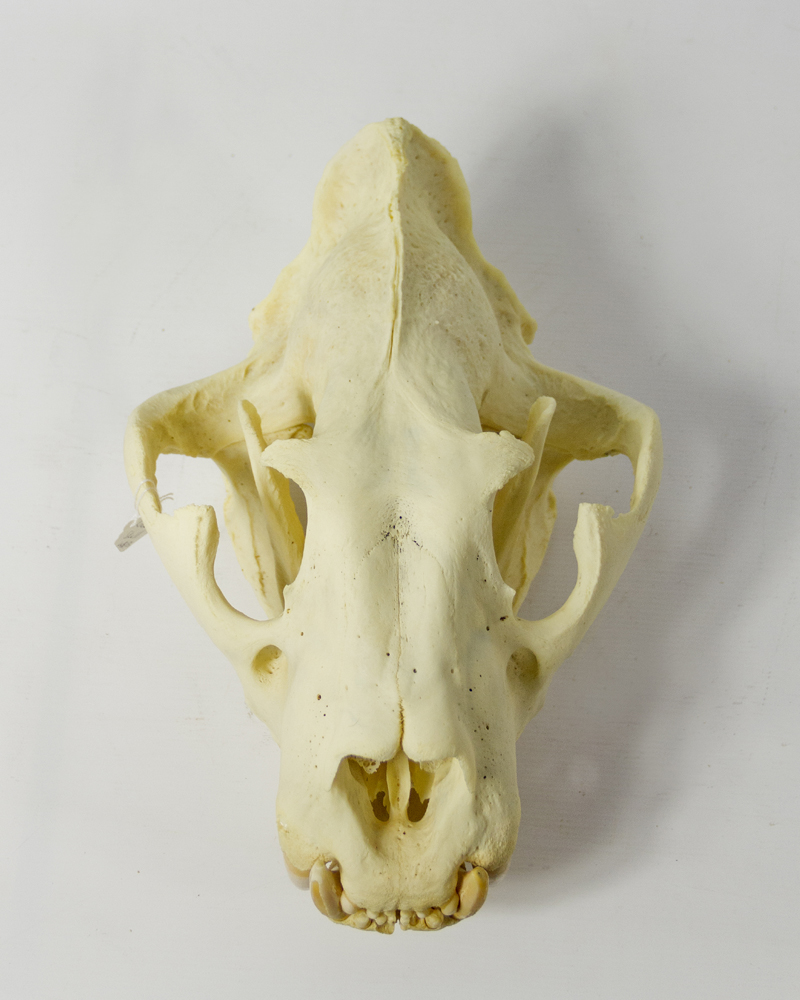 Taxidermy Lion Skull