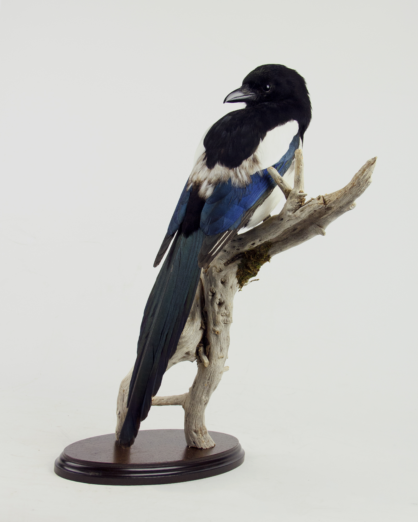 Taxidermy Magpie