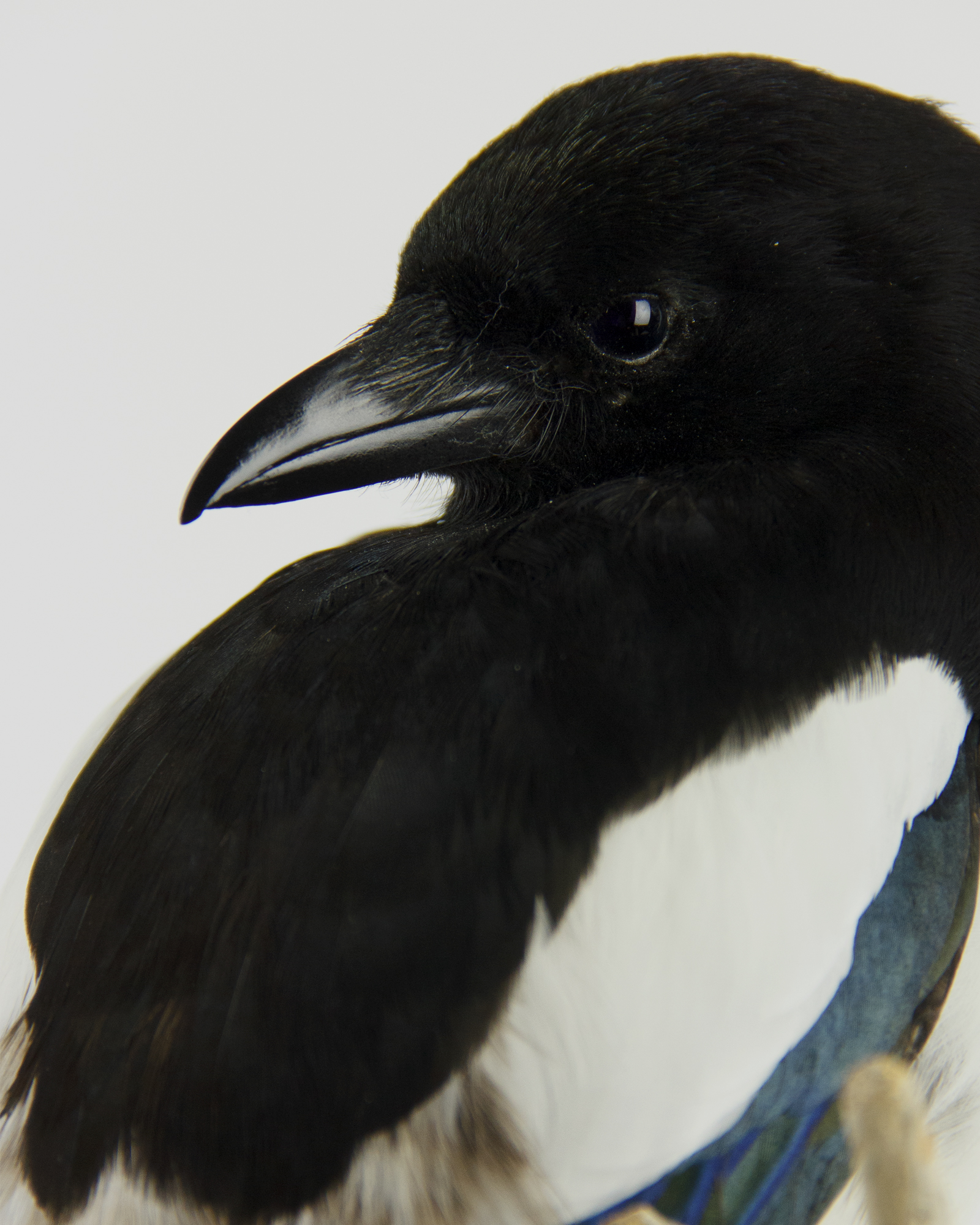 Taxidermy Magpie