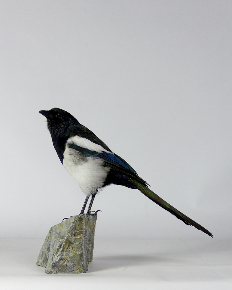 Taxidermy Magpie