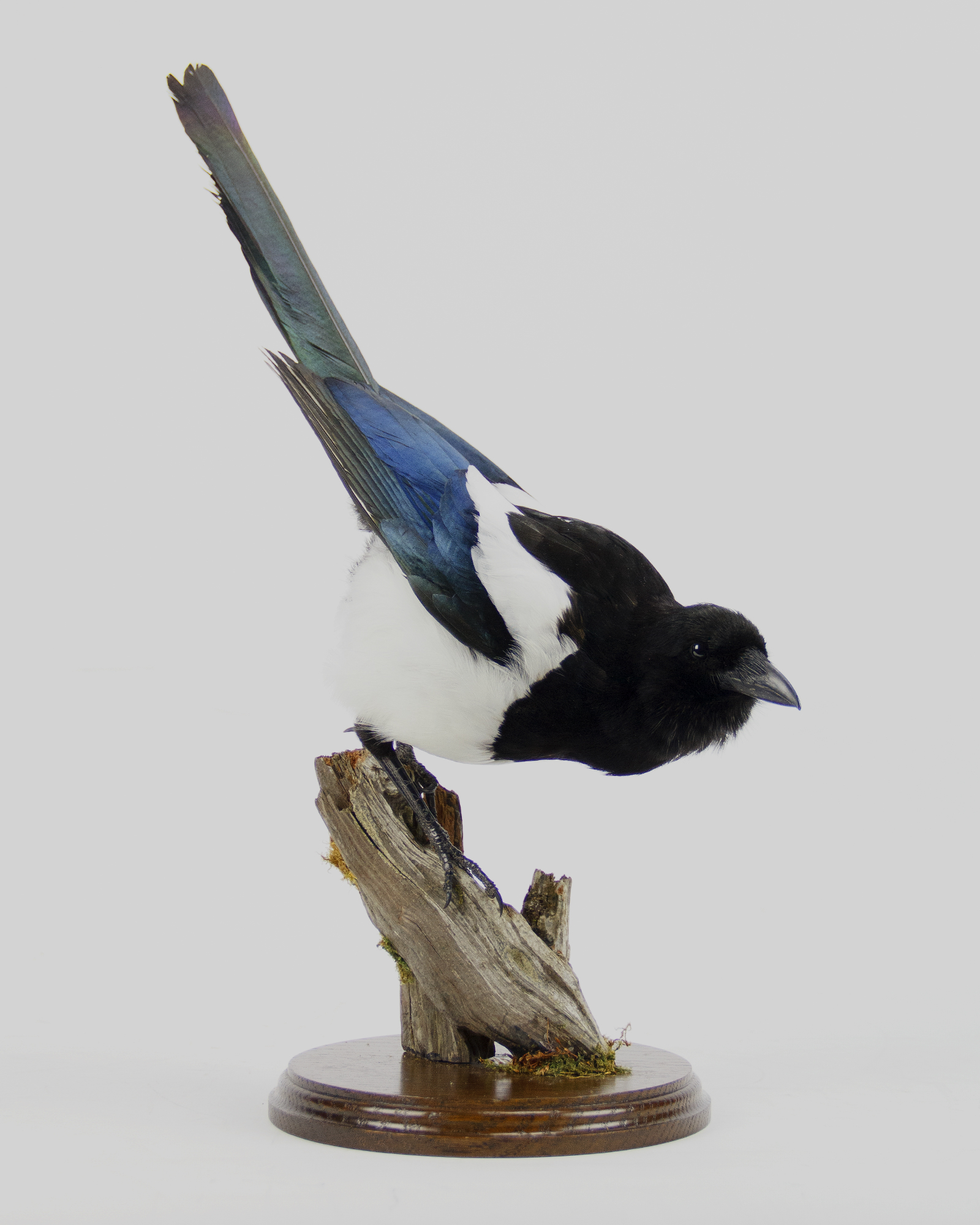 Taxidermy Magpie