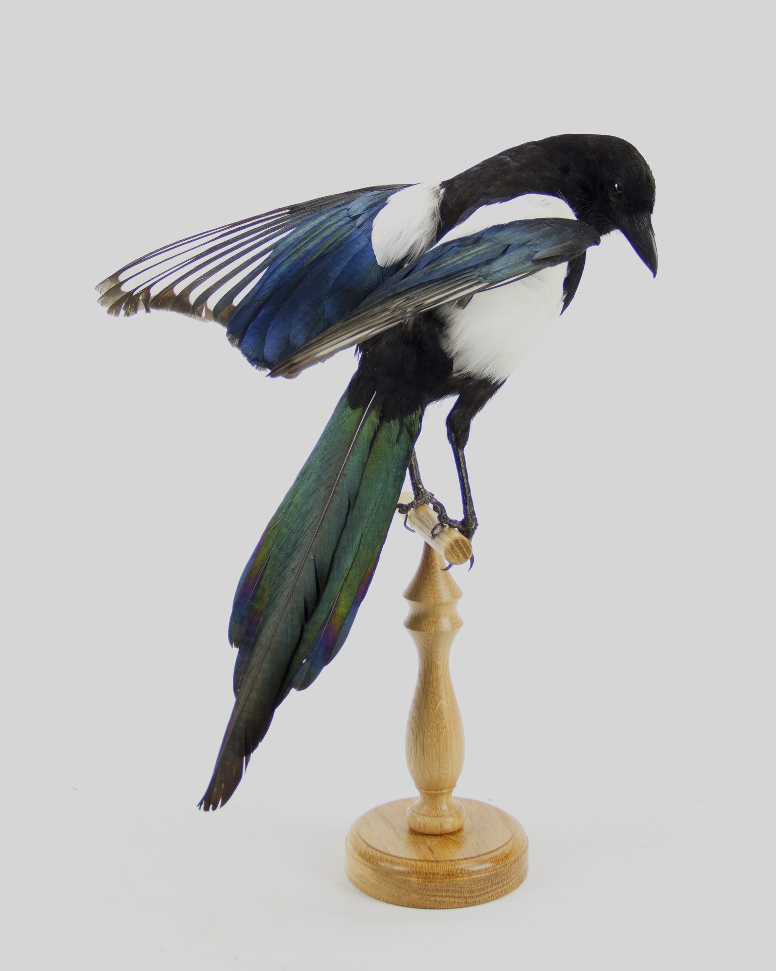 Taxidermy Magpie