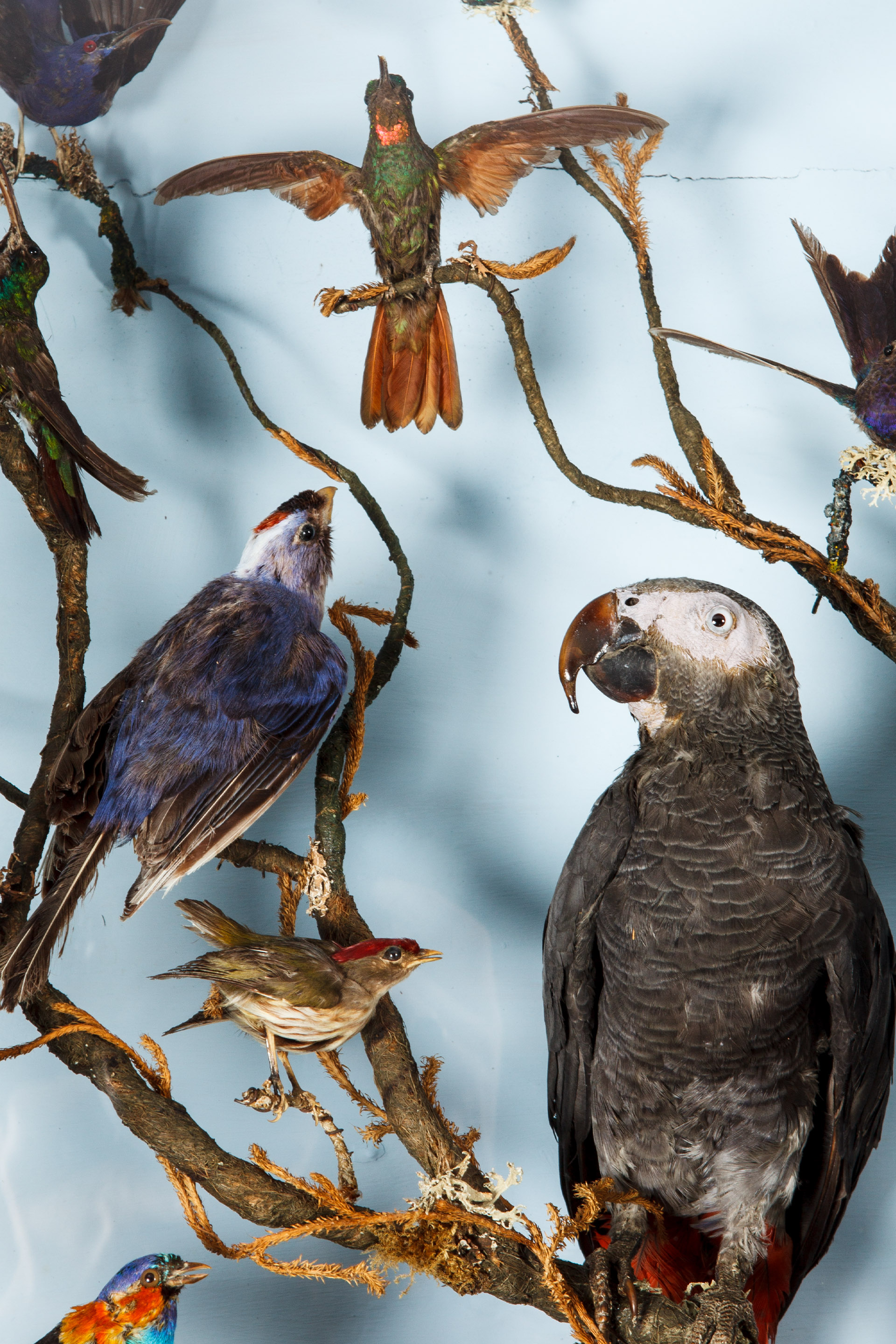Taxidermy Major Cabinet Of Approx 70 Exotic Birds On Chest Circa 1860