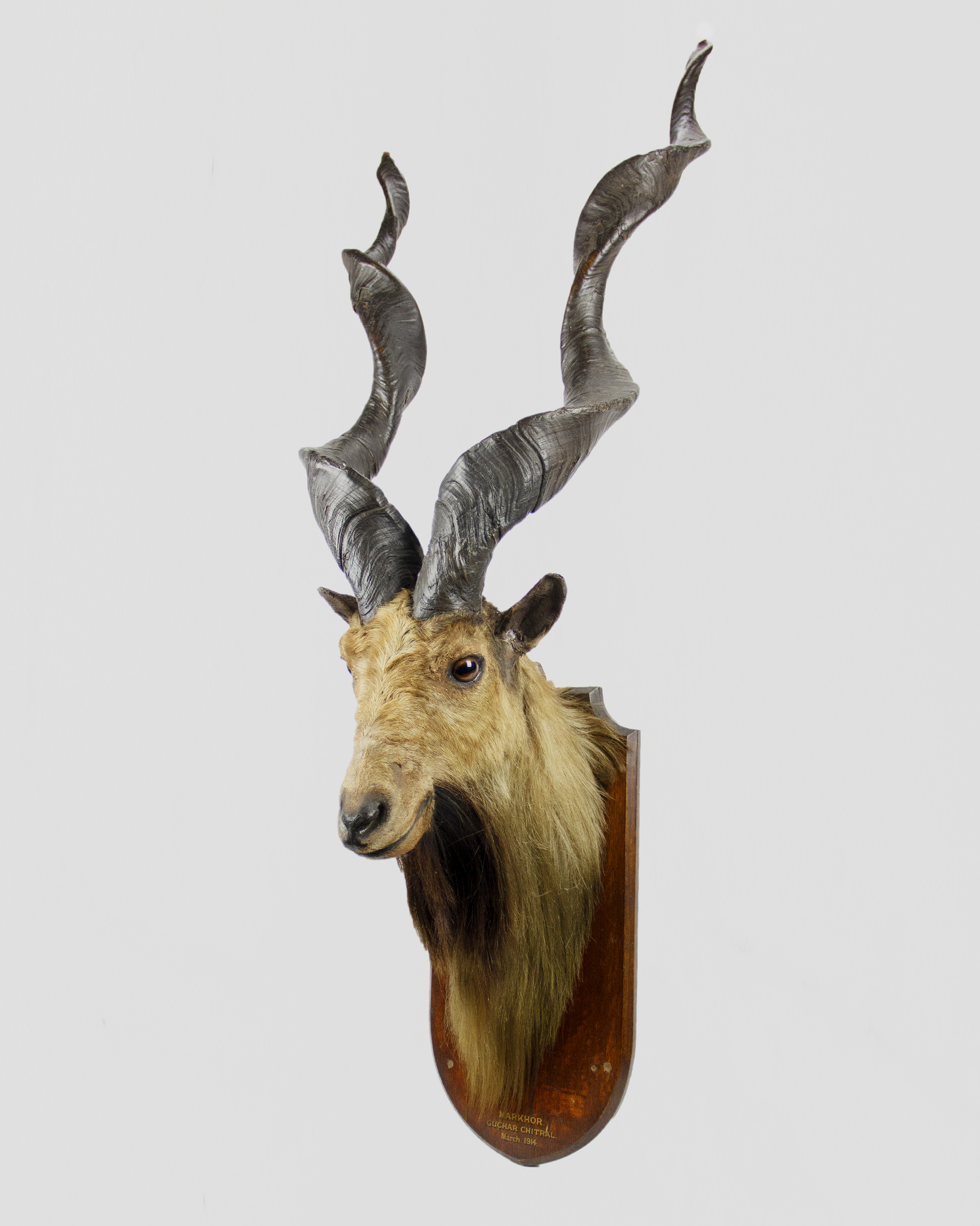 Taxidermy Markhor Goat