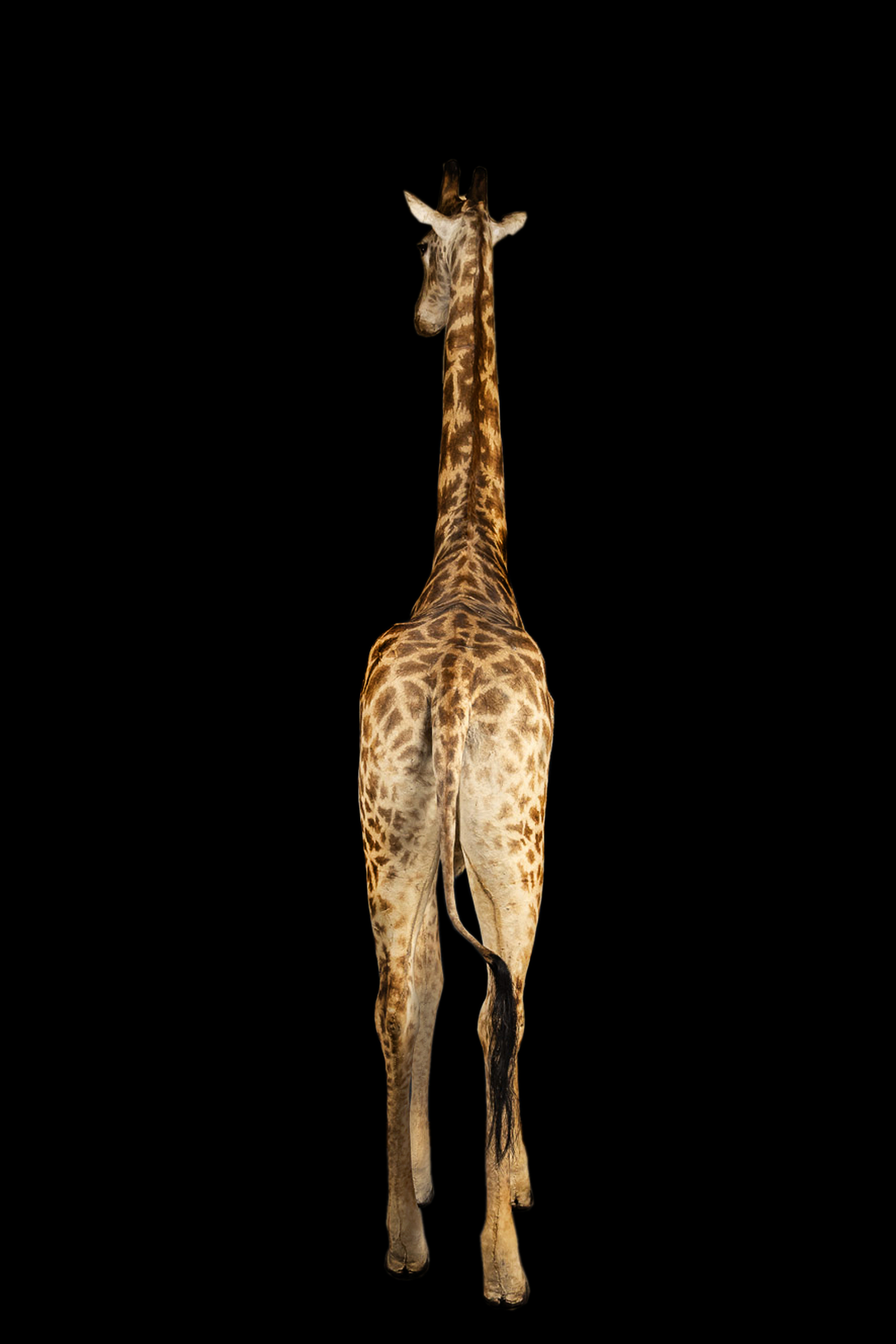 Taxidermy, A modern full mount Giraffe