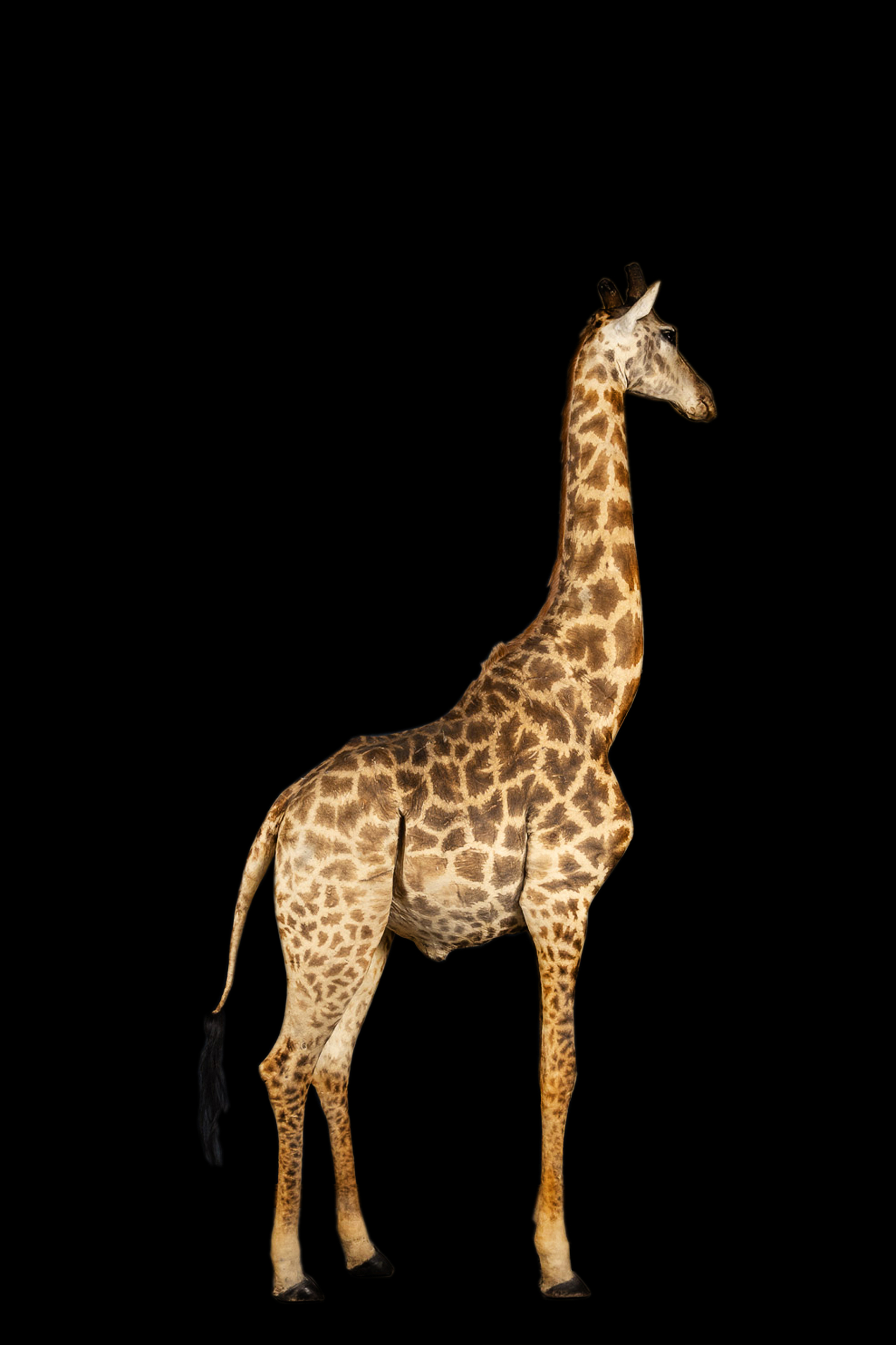 Taxidermy, A modern full mount Giraffe