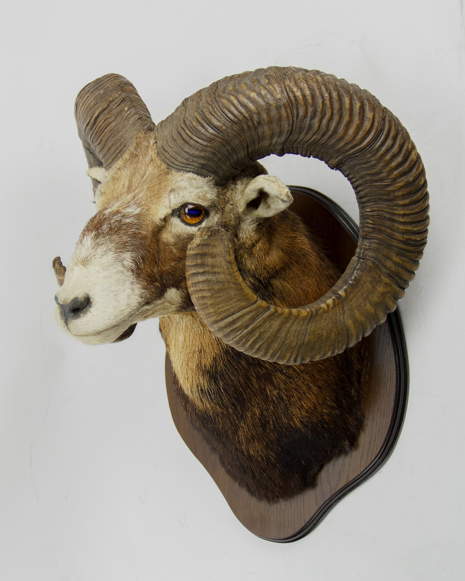 Taxidermy Mouflon Sheep Head