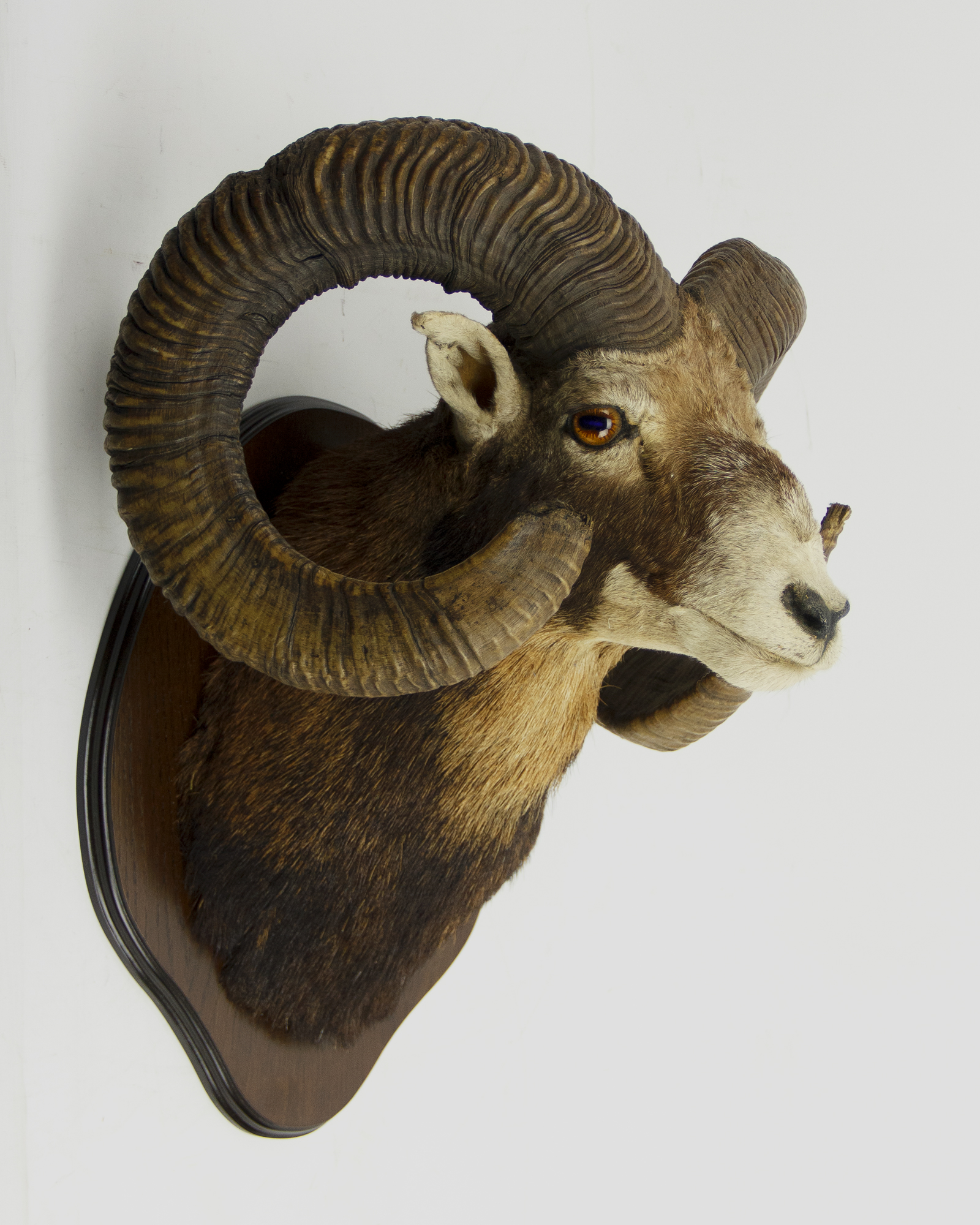 Taxidermy Mouflon Sheep Head