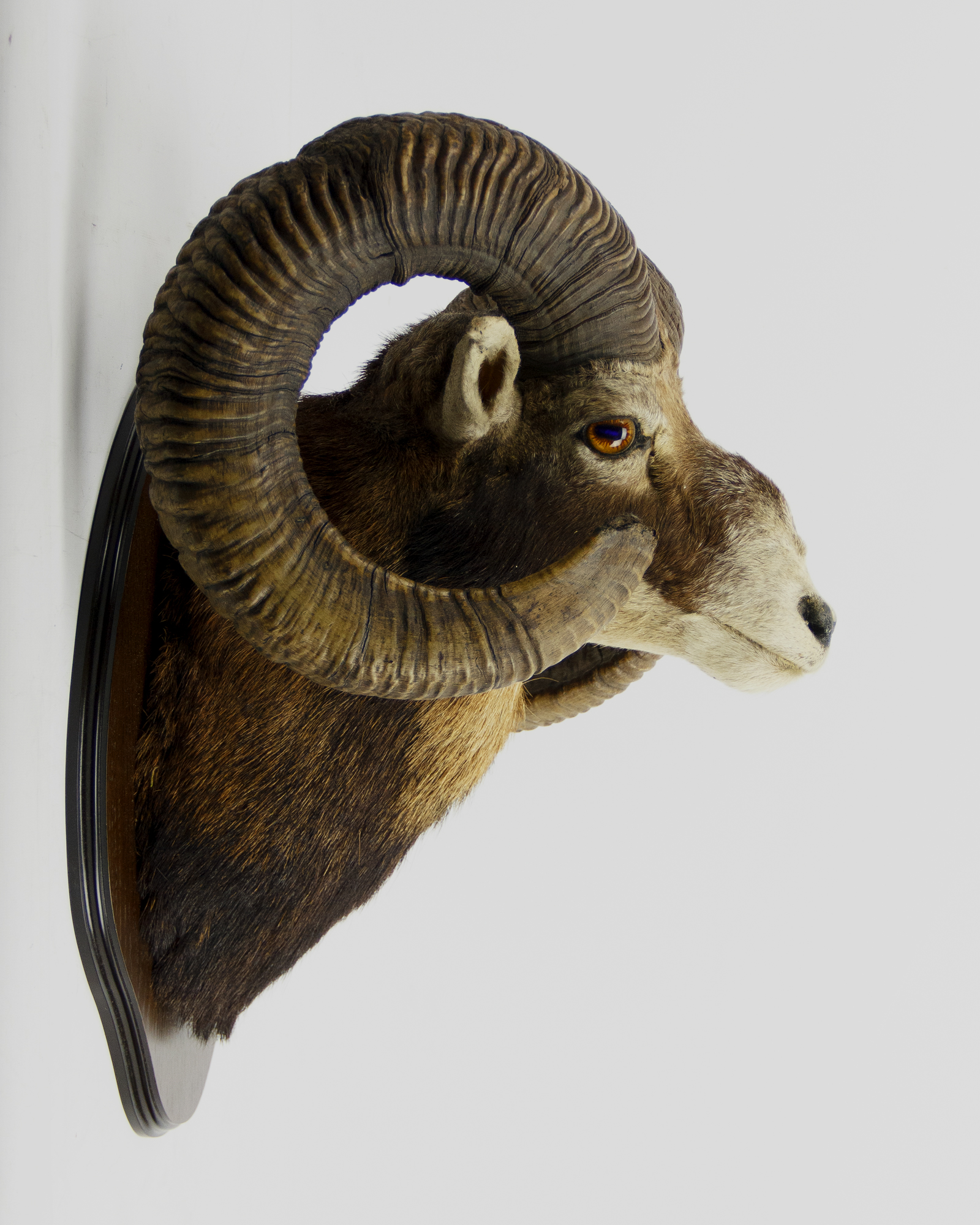 Taxidermy Mouflon Sheep Head