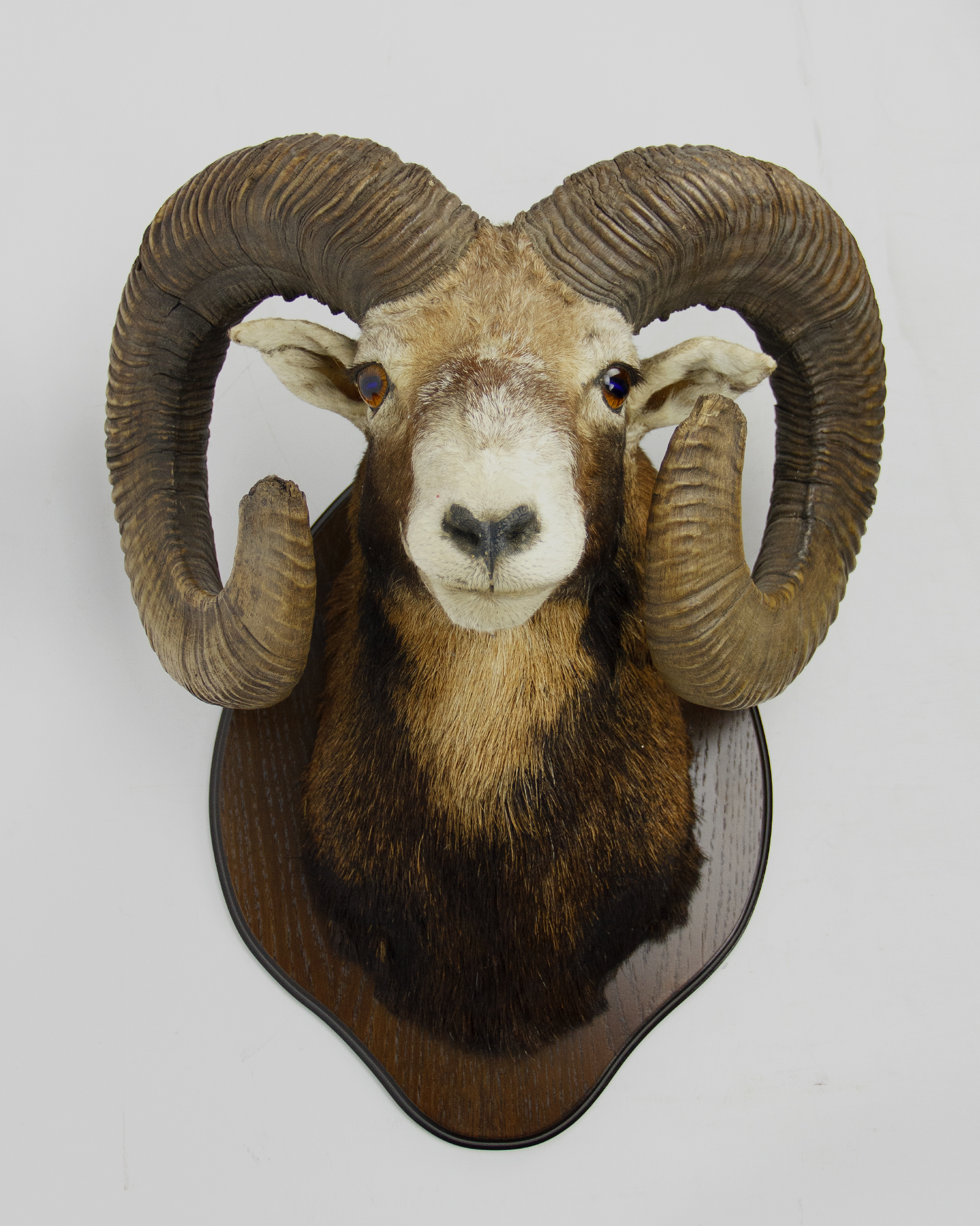 Taxidermy Mouflon Sheep Head