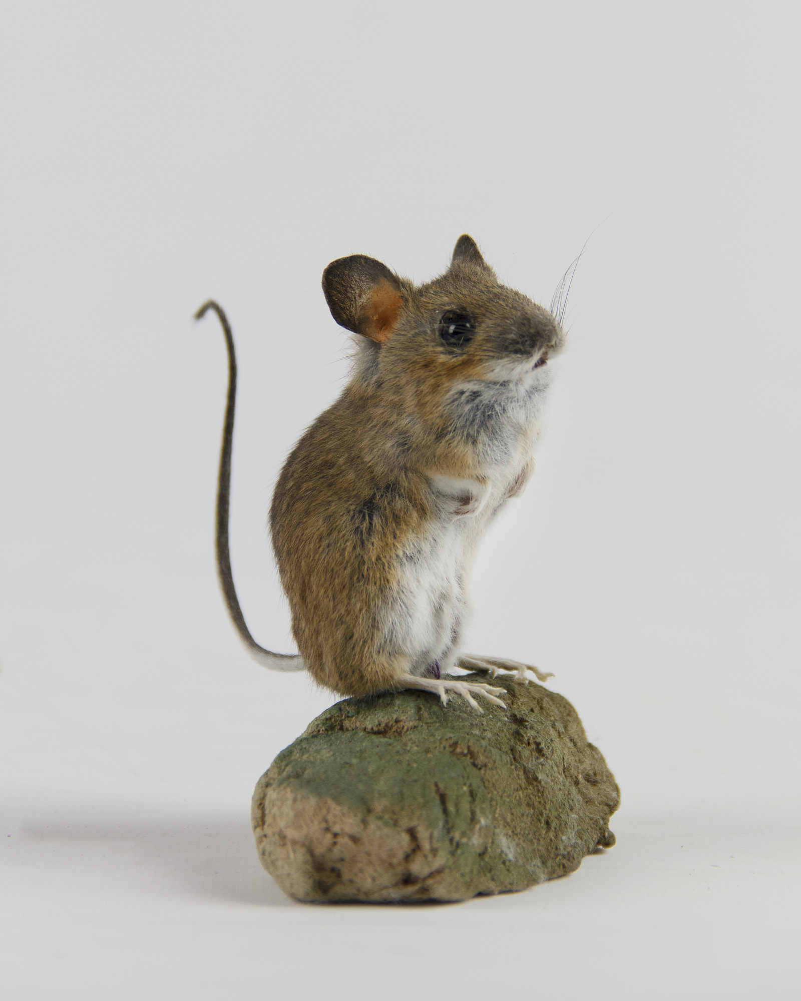 Taxidermy Mouse