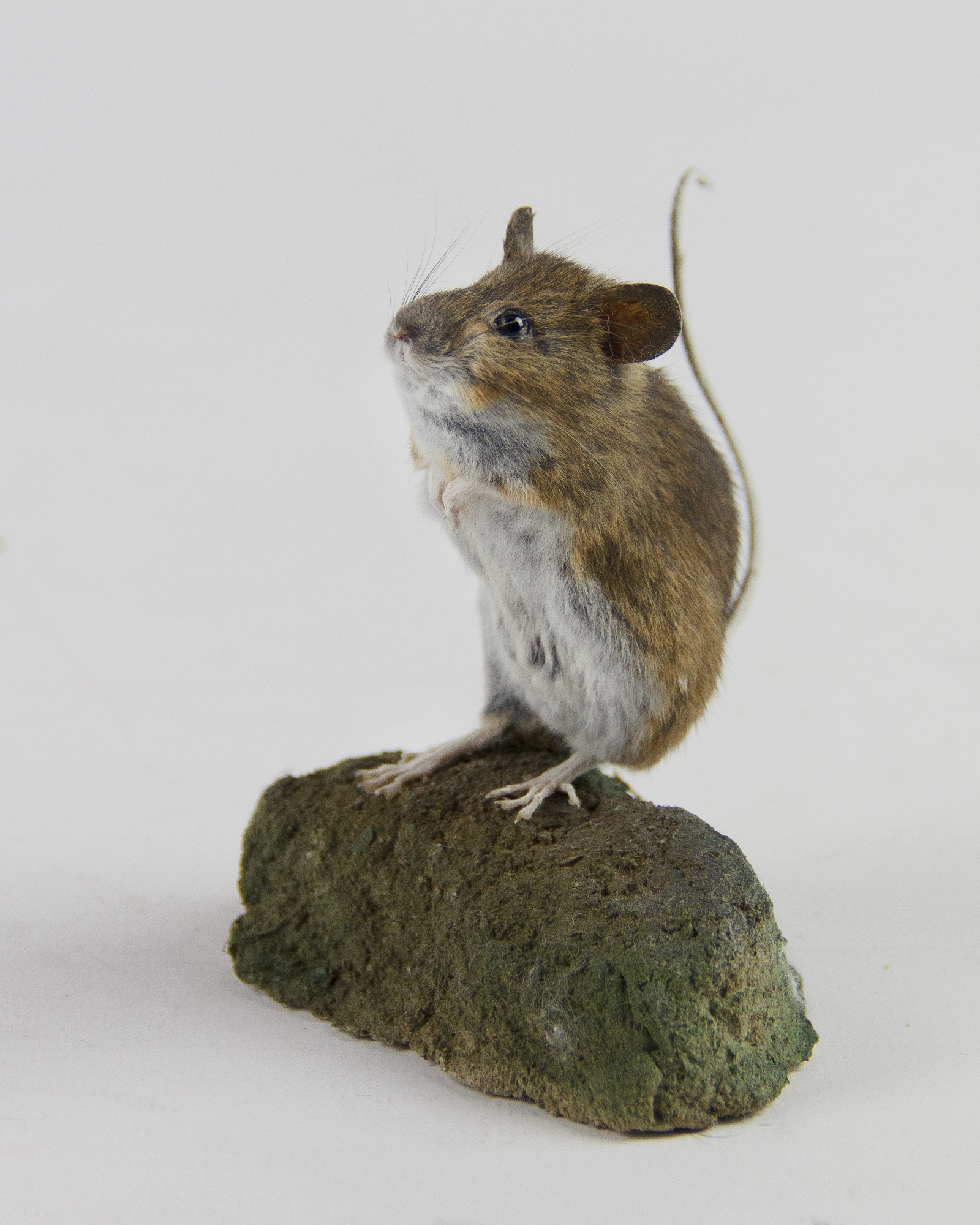 Taxidermy Mouse