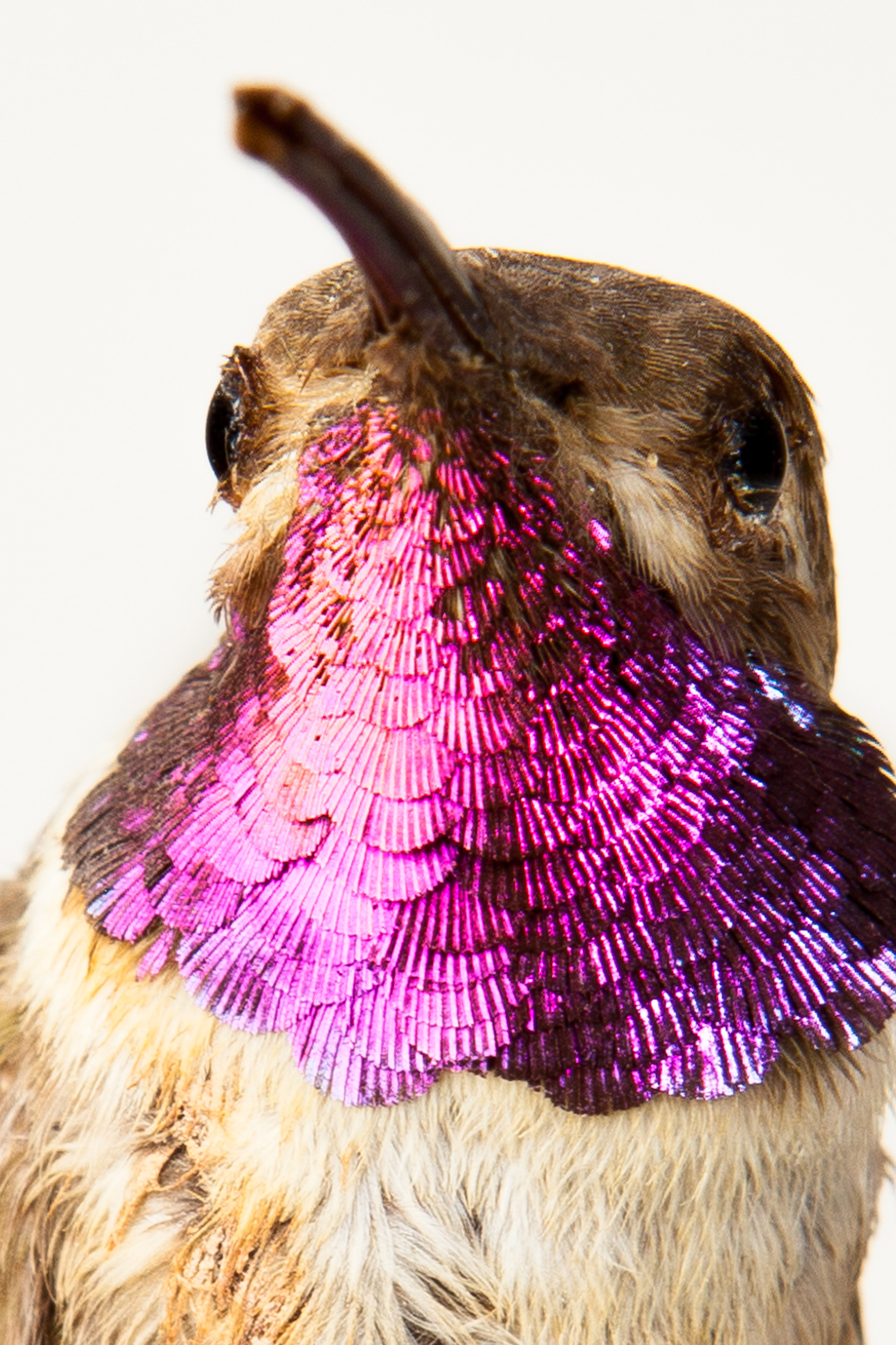 Taxidermy Oasis hummingbird