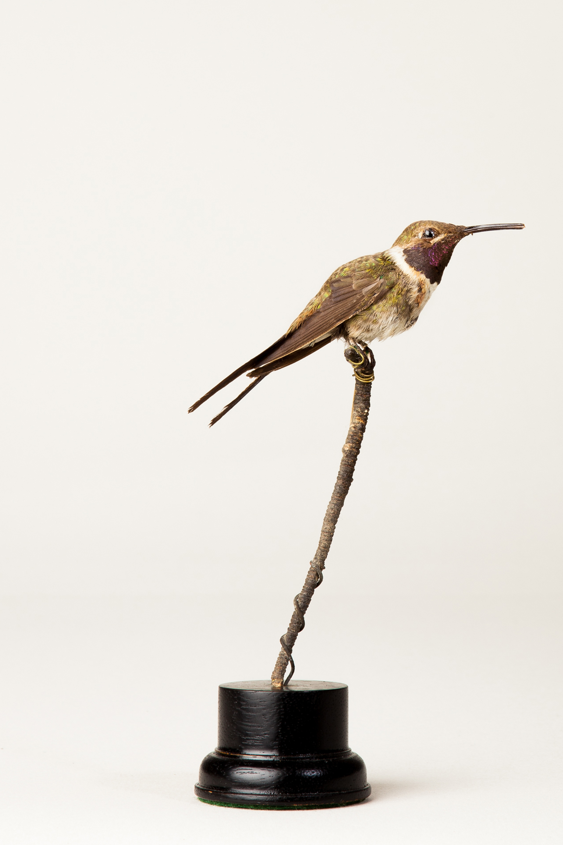 Taxidermy Oasis hummingbird