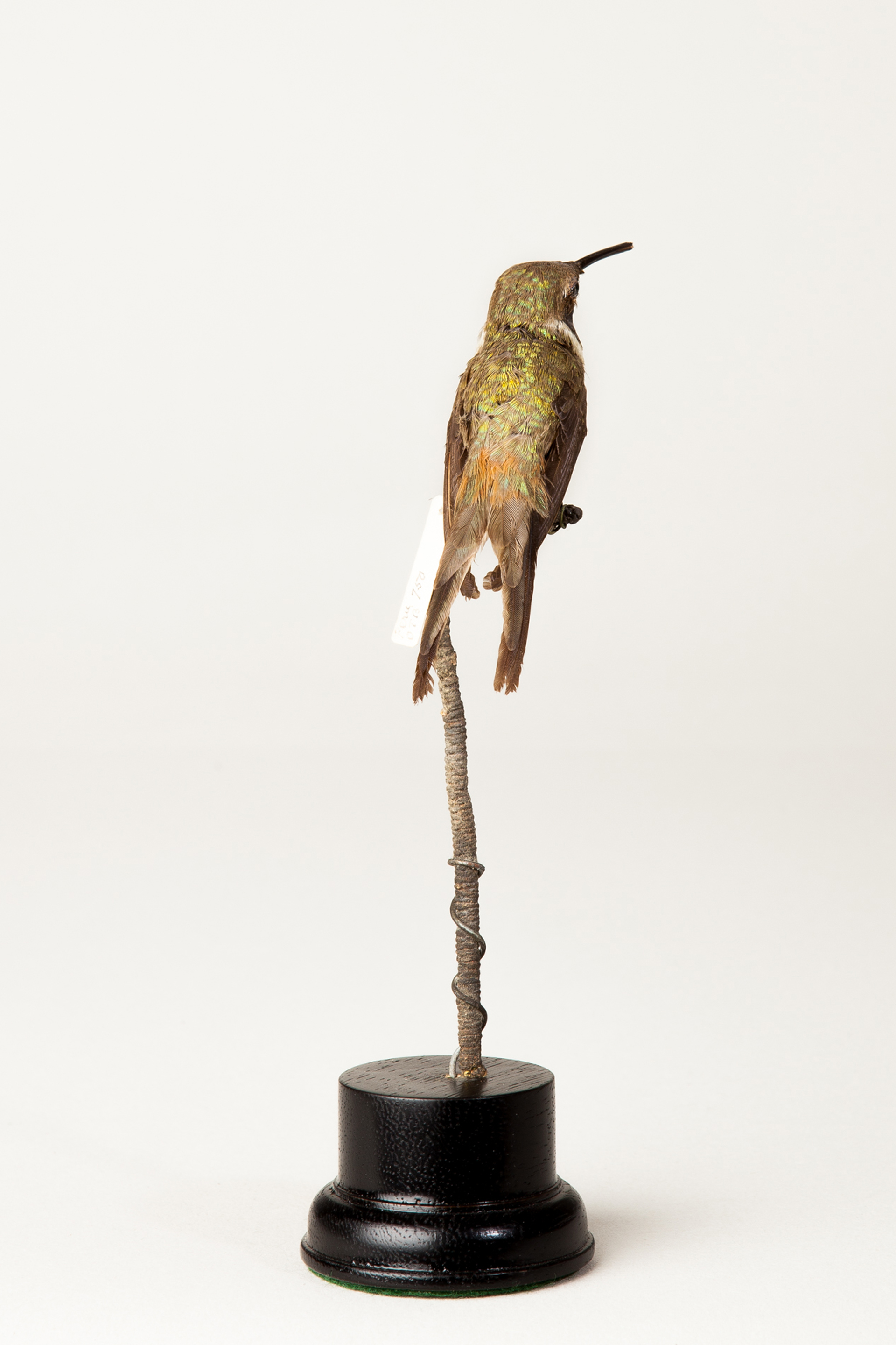 Taxidermy Oasis hummingbird
