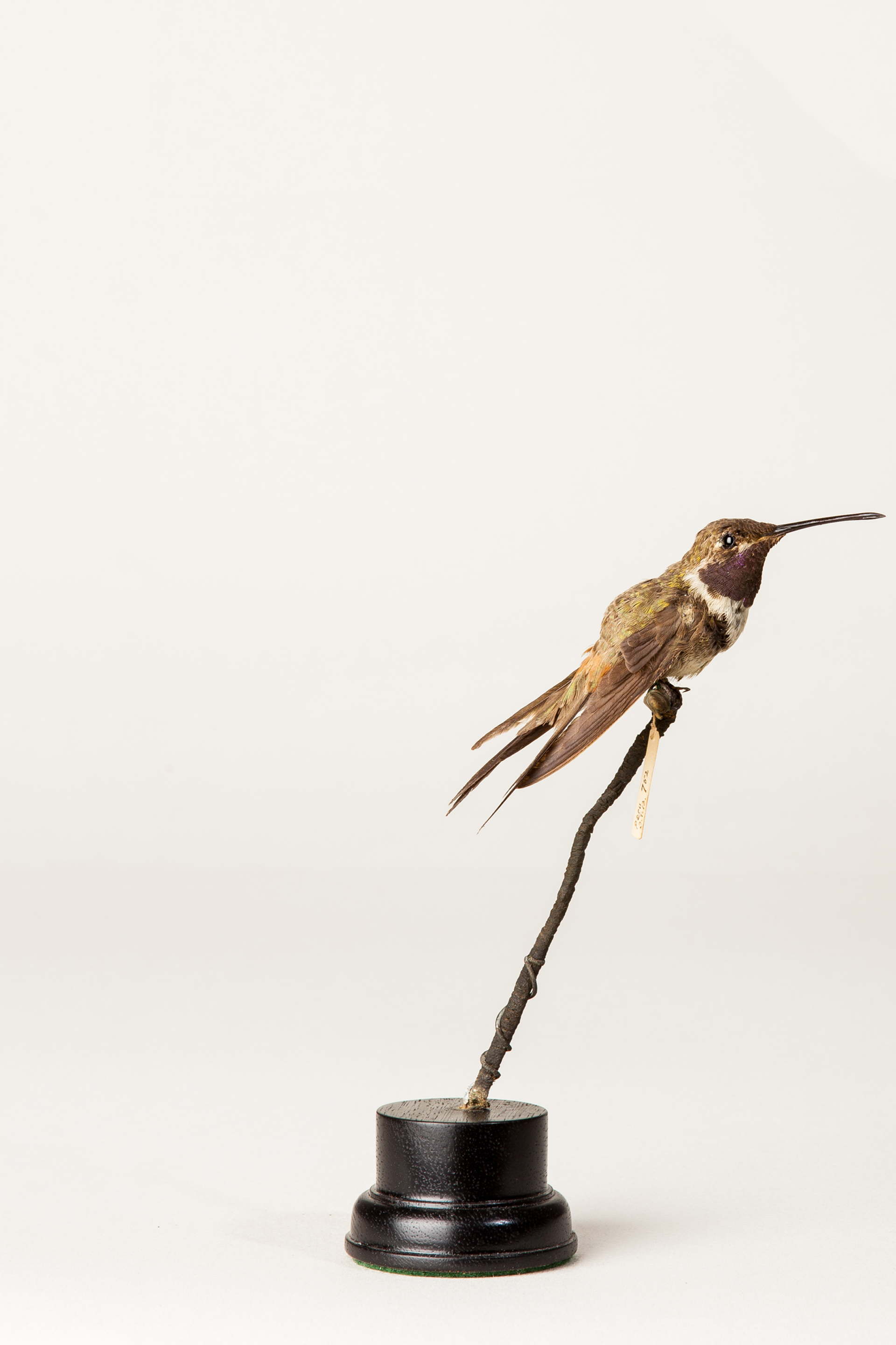 Taxidermy Oasis hummingbird